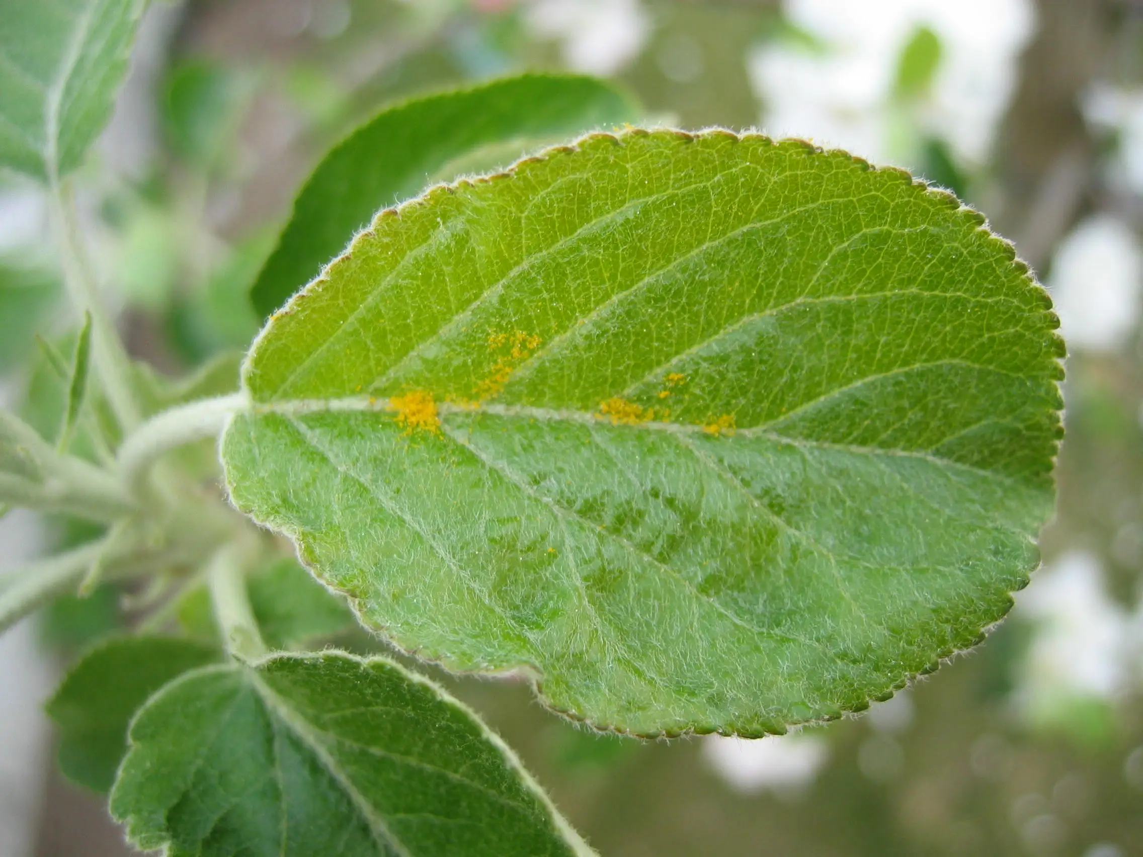 Belag auf Apfelbaumblatt - Hausgarten.net