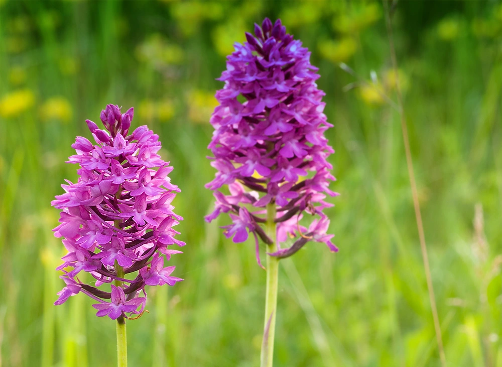 wilde Orchidee - Hausgarten.net