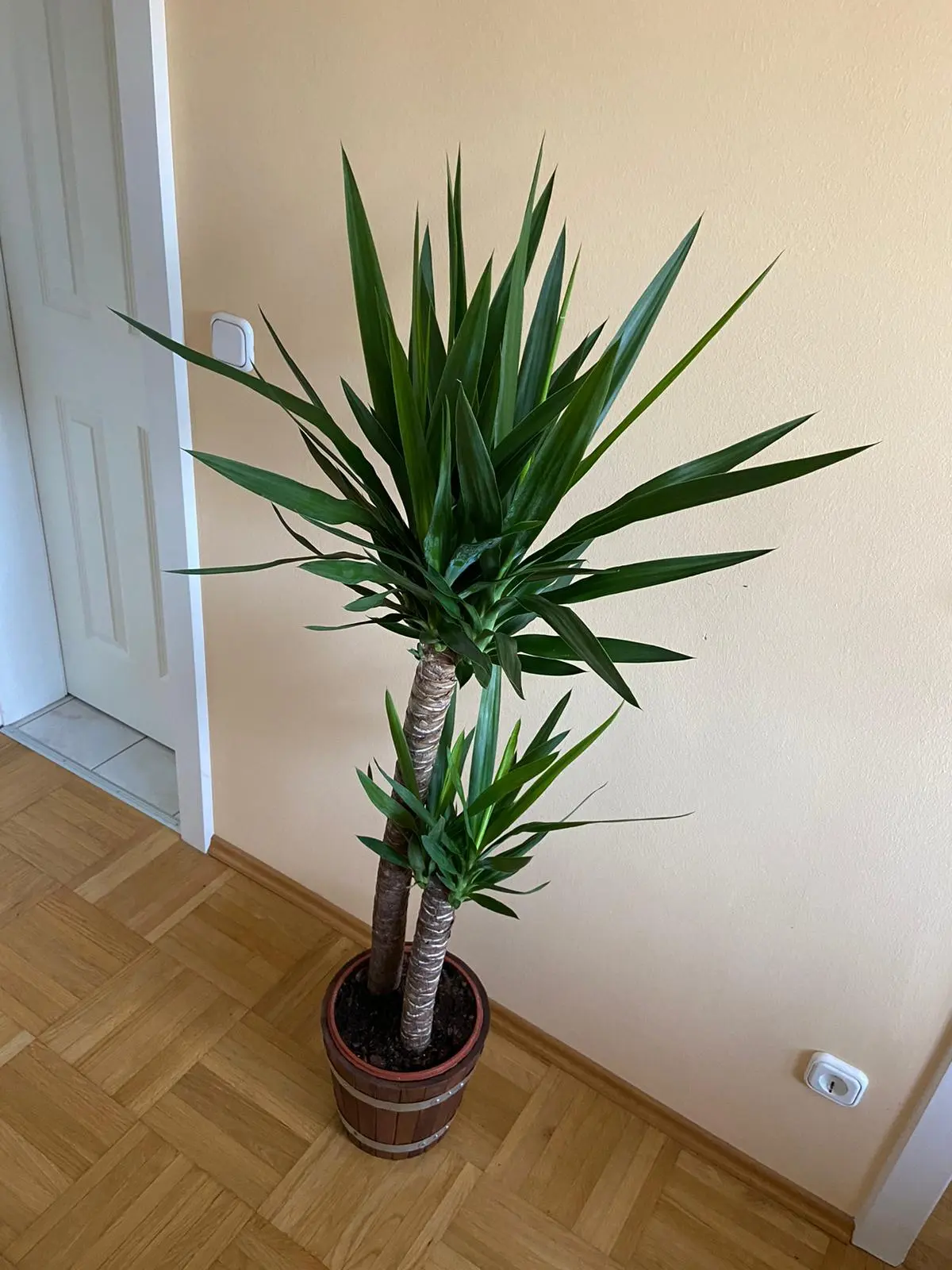 Yucca Bltter Rollen Sich Ein