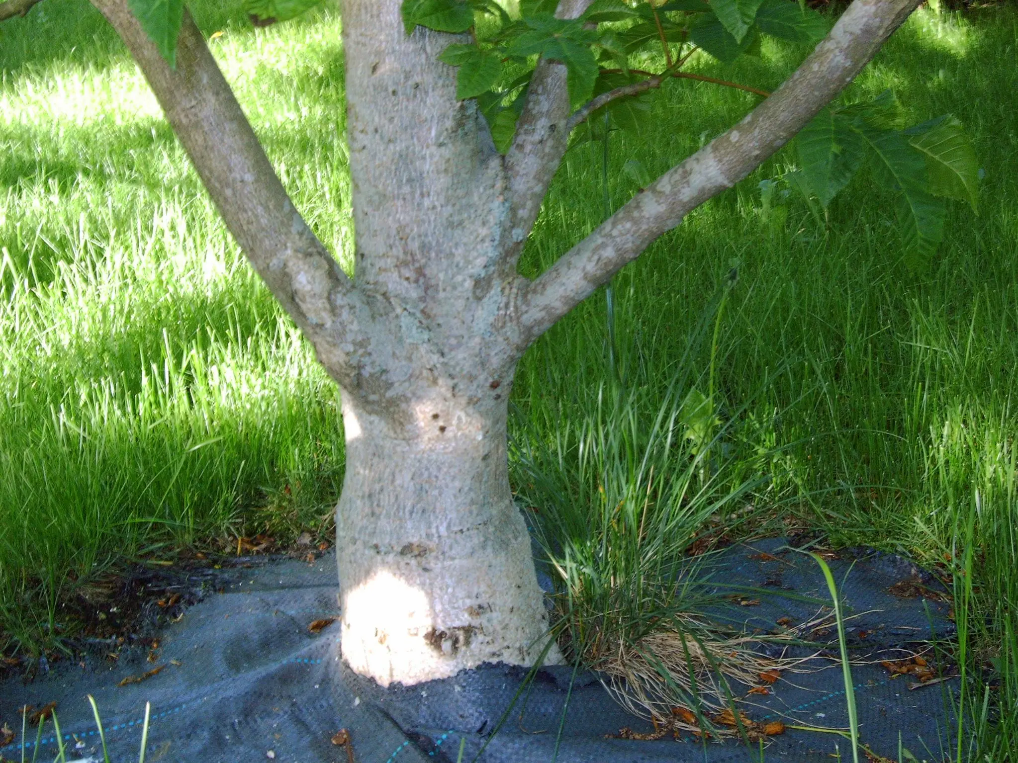 Vom Ast zum Stamm? - Hausgarten.net