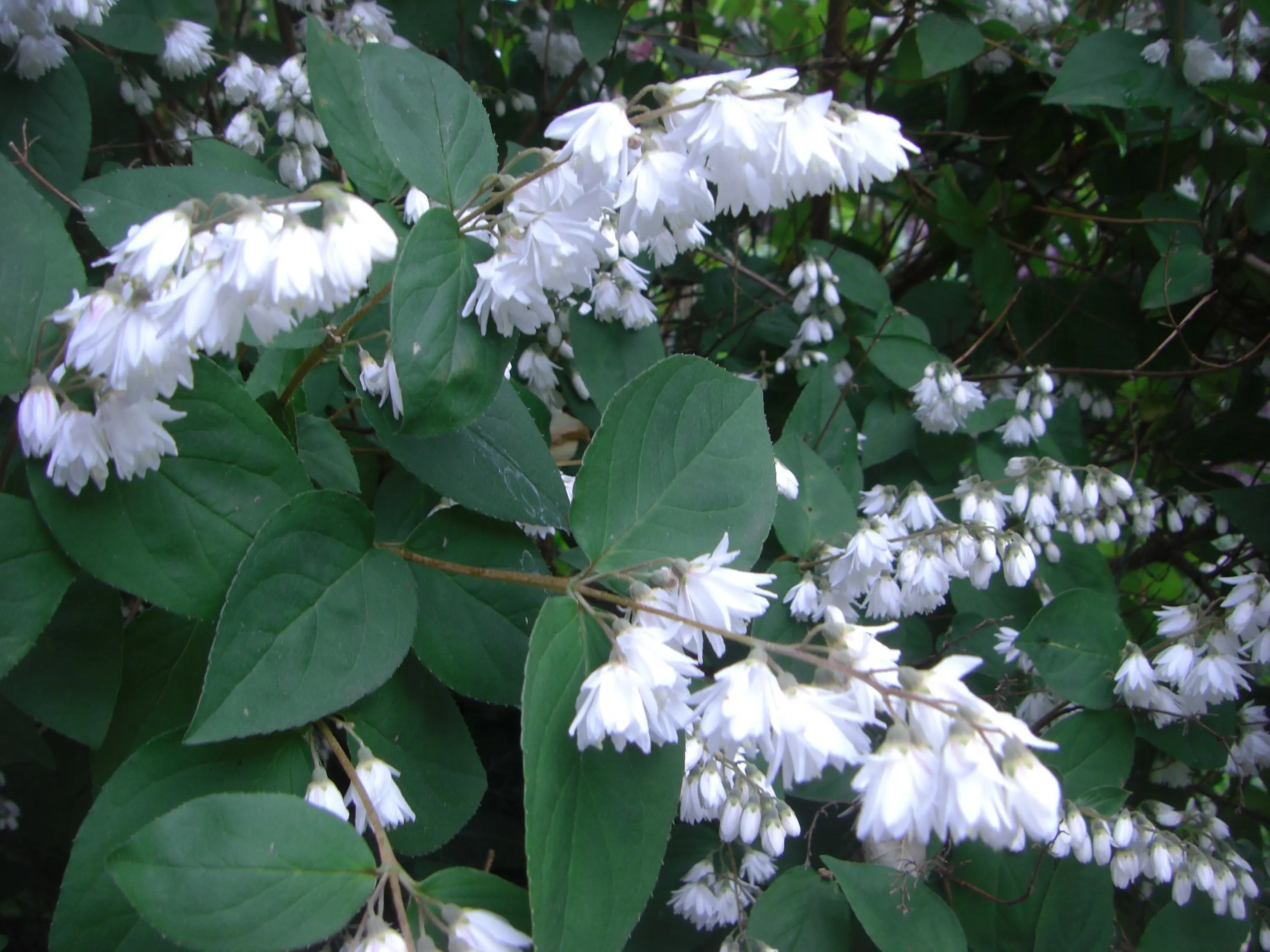 Wie heißt der Strauch? - Hausgarten.net