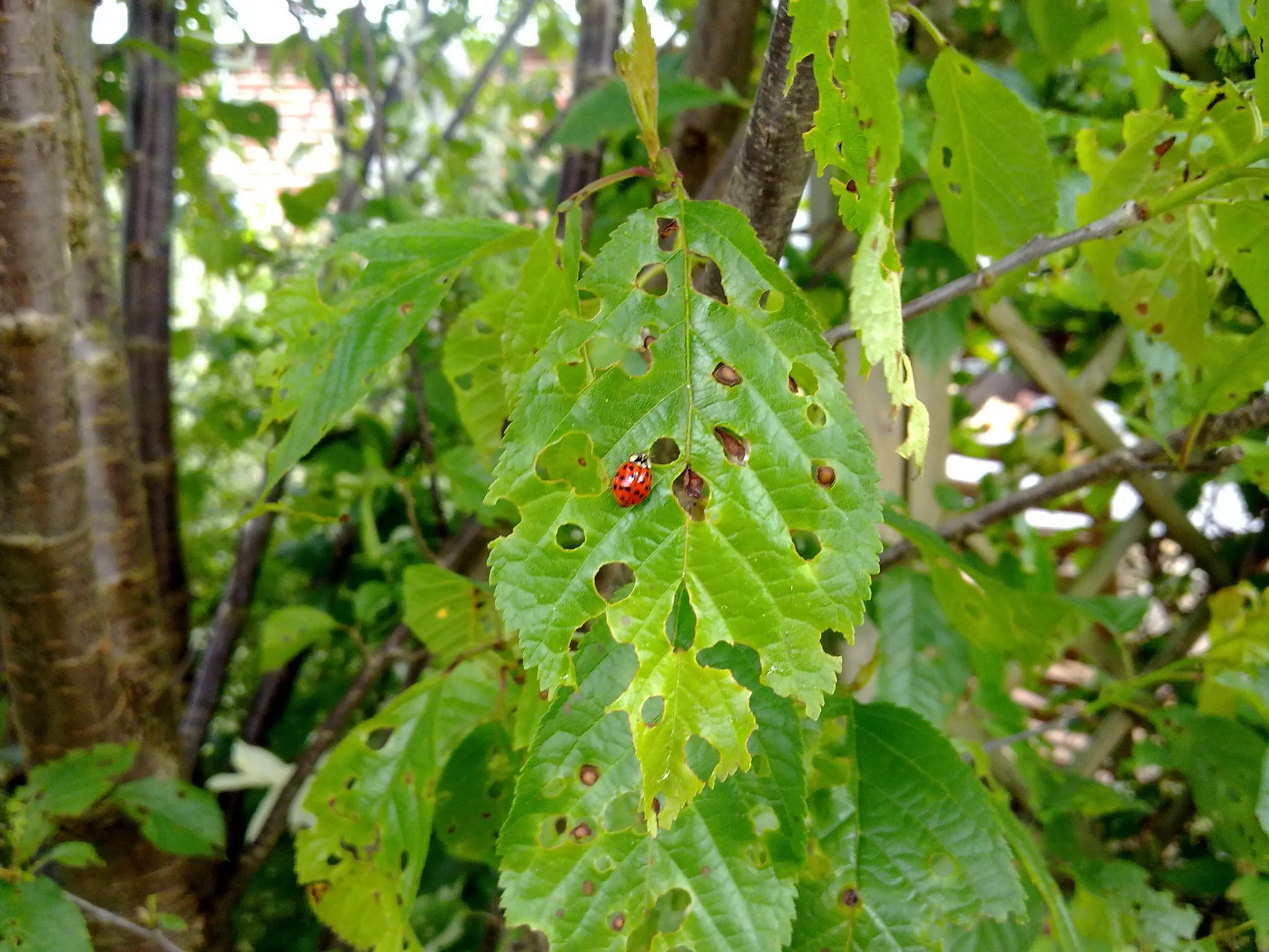 Hilfe ! Welcher Schädling ist das ? - Hausgarten.net