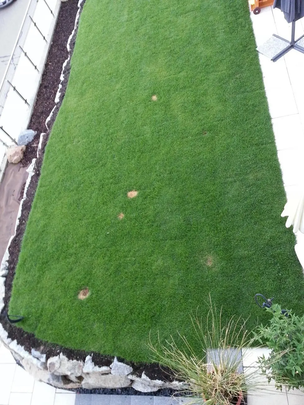 Immer mehr braune Flecken in neuem Rasen - Hausgarten.net