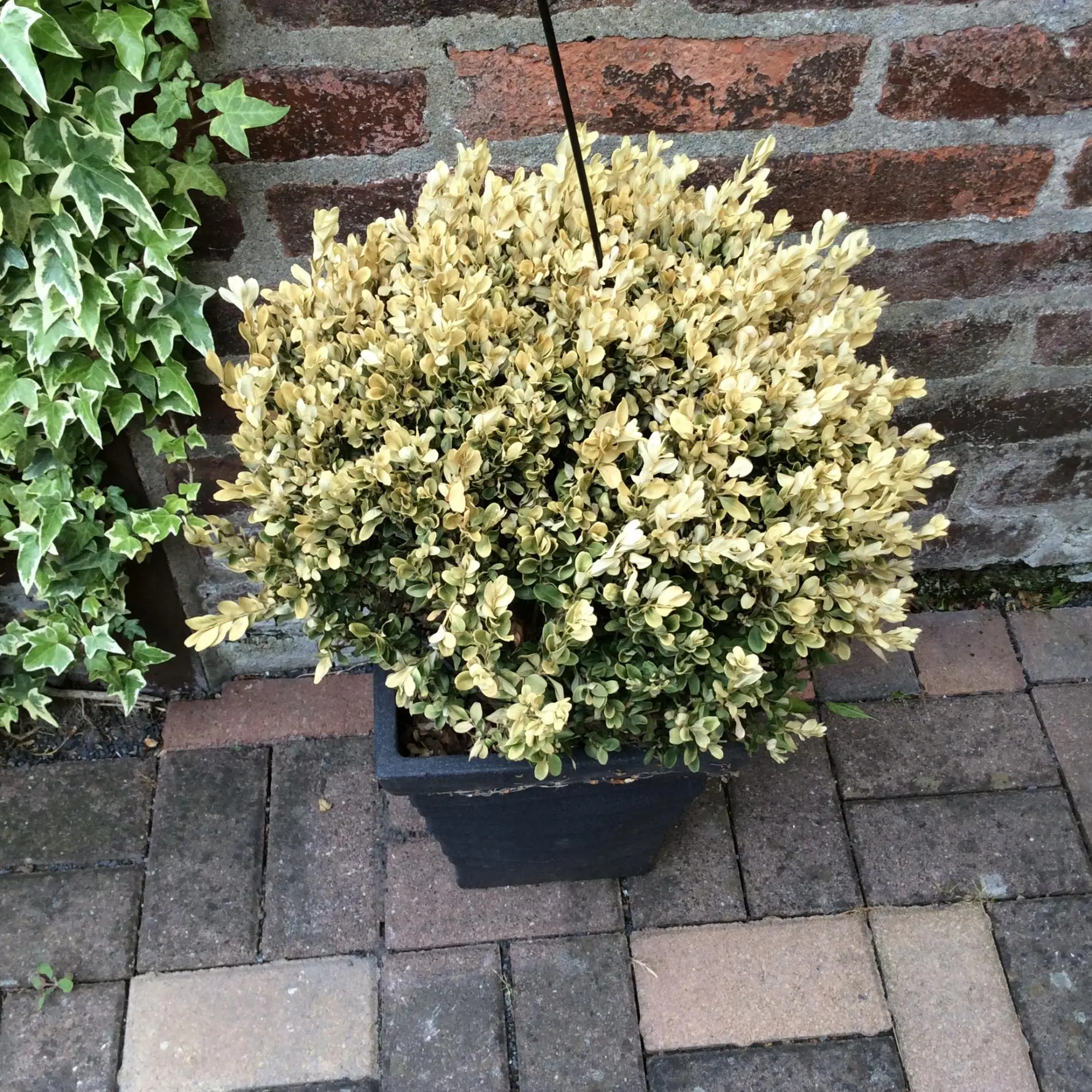 Was hat der Buchs? - Hausgarten.net