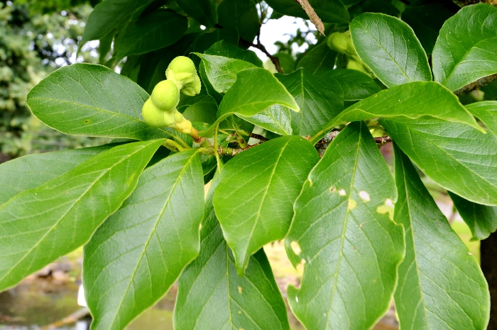 Wer kennt die Baumfrucht - Hausgarten.net