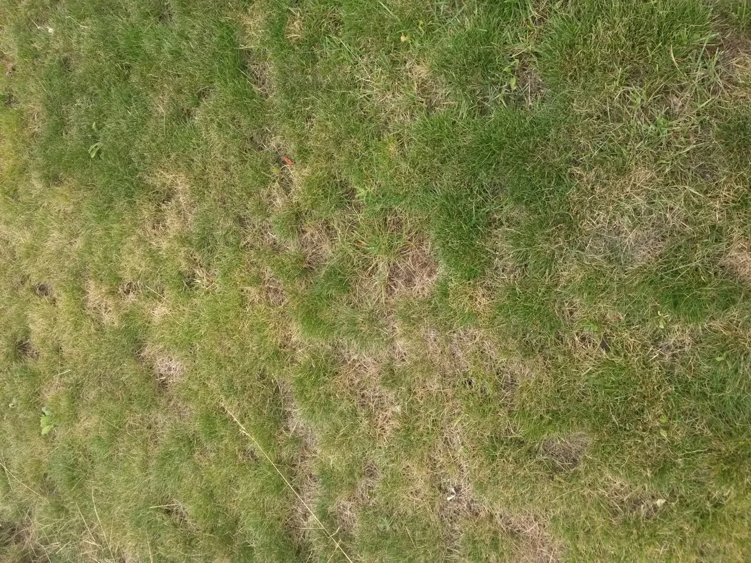 Rasen mit Löcher und Bräune - Hausgarten.net