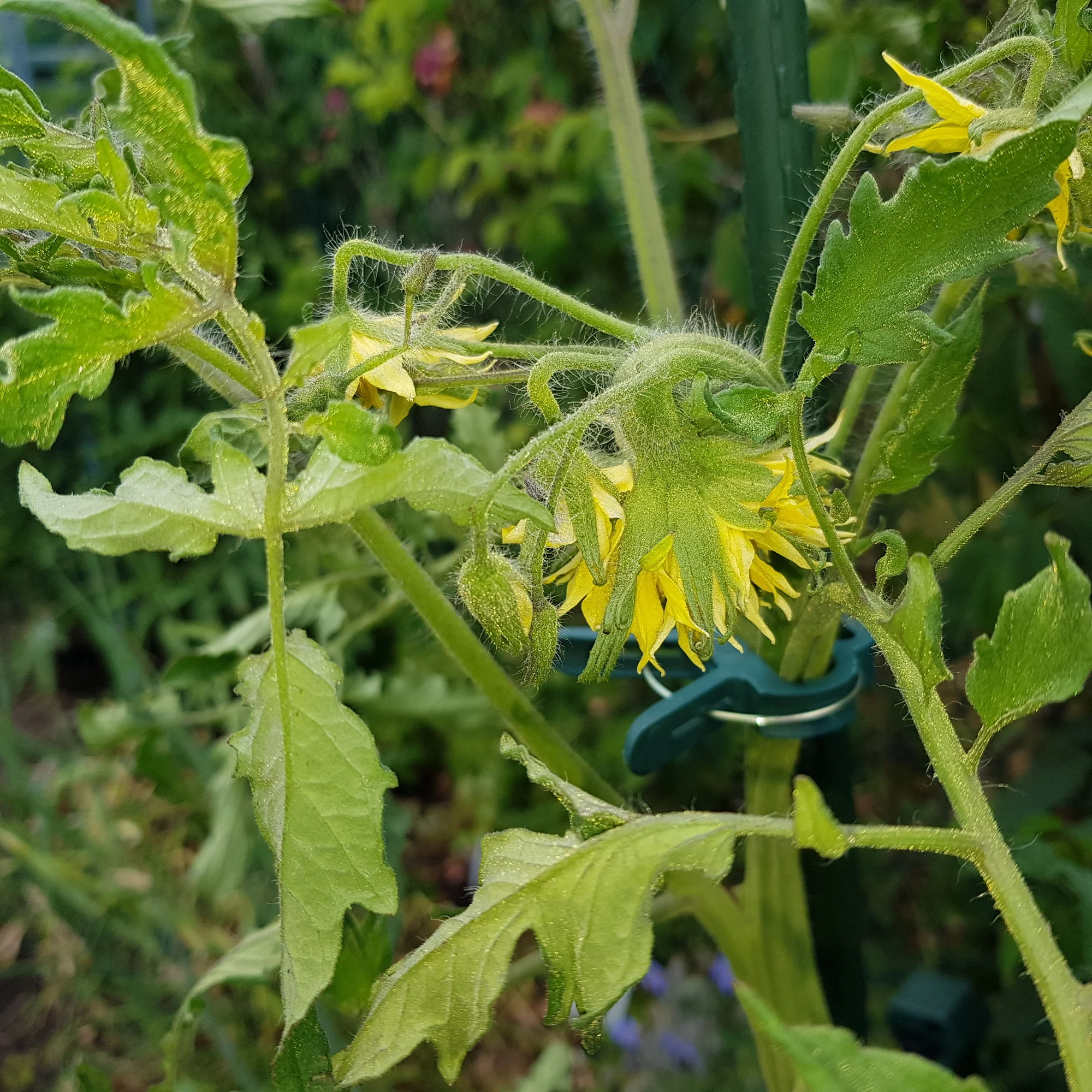Tomatenstaude - Hausgarten.net