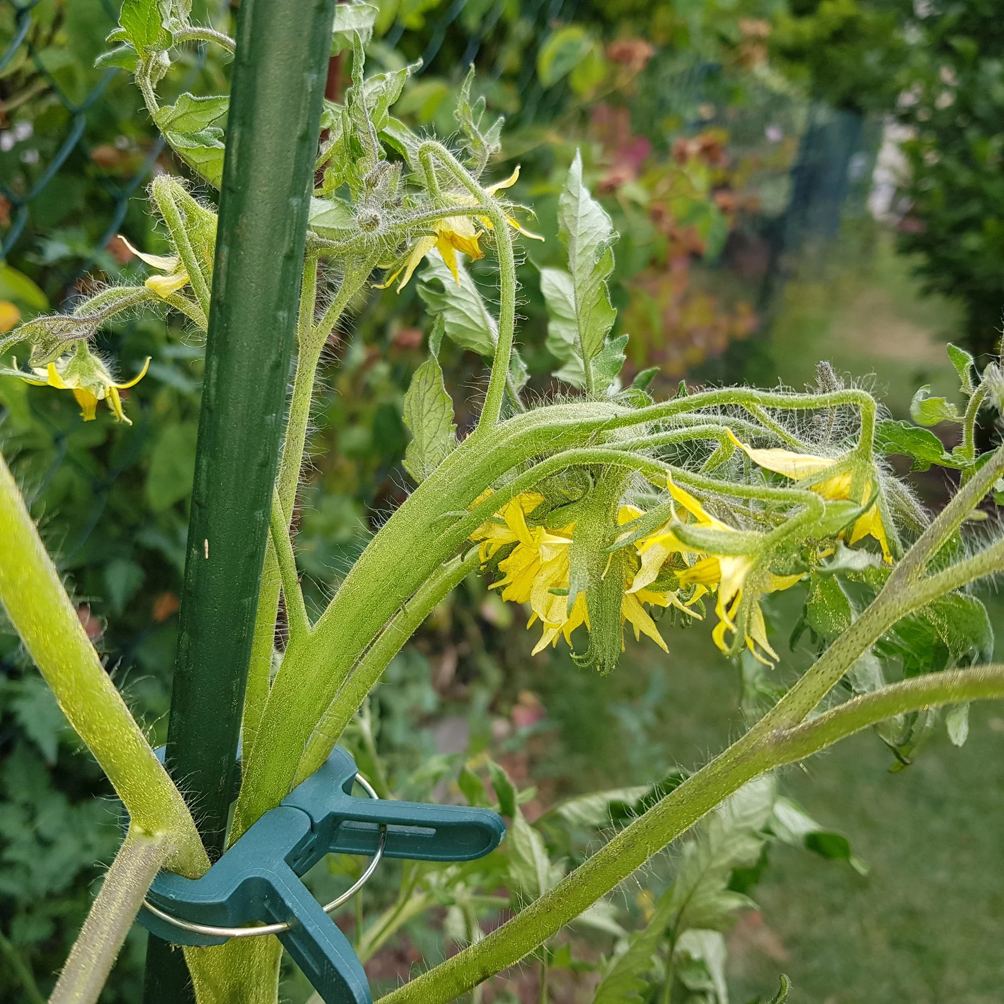 Tomatenstaude - Hausgarten.net