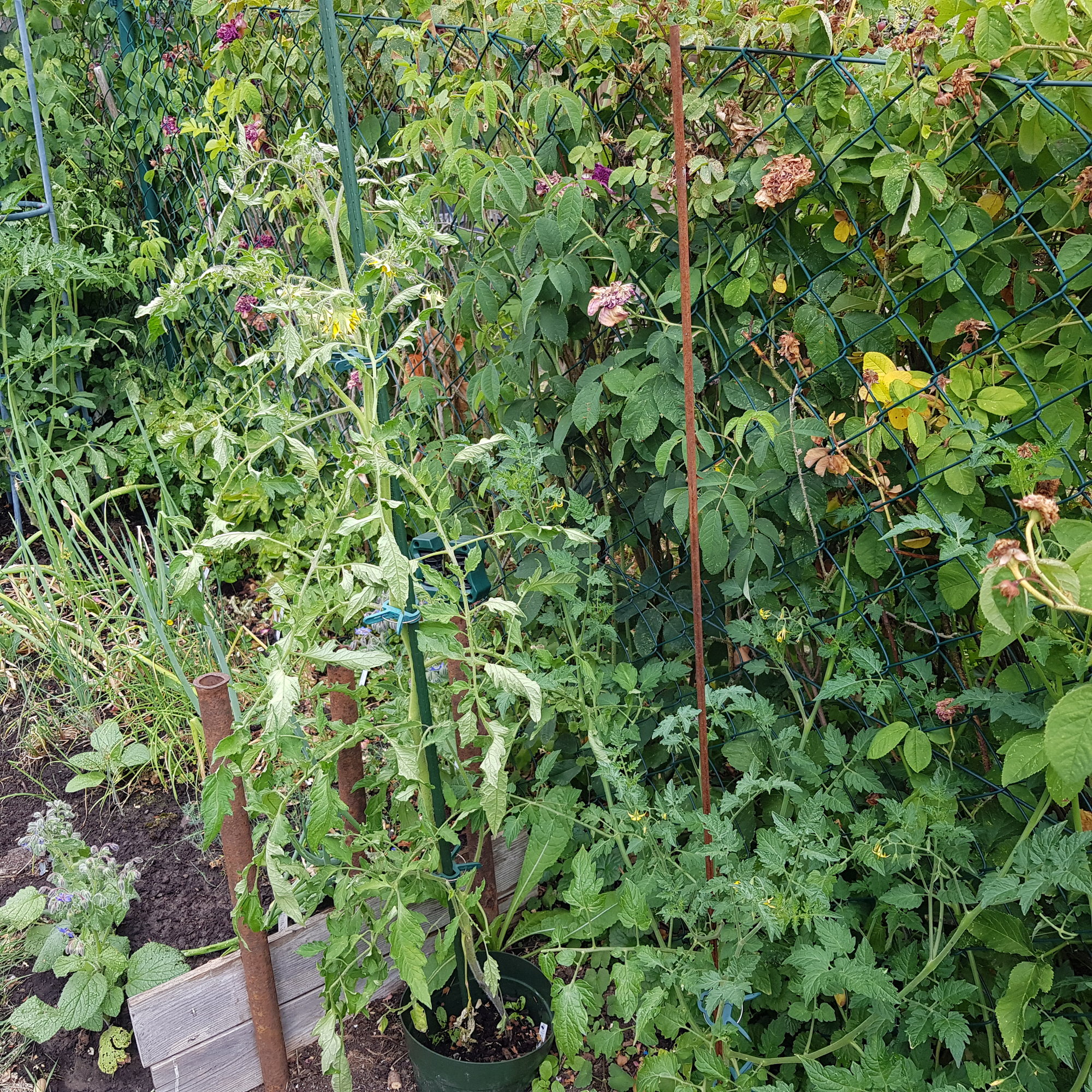 Tomatenstaude - Hausgarten.net