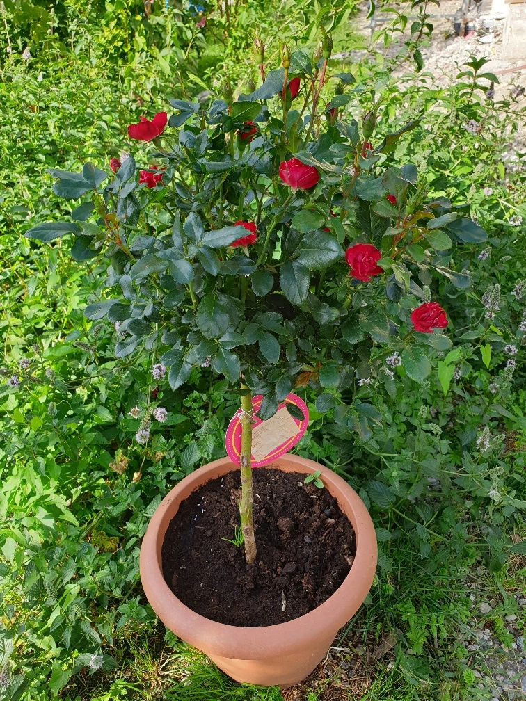 Zepeti Rose Wie Schneiden