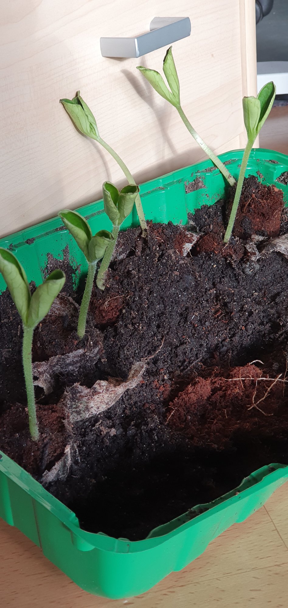 Hilfe, meine Zucchini Keimlinge welken!!! - Hausgarten.net