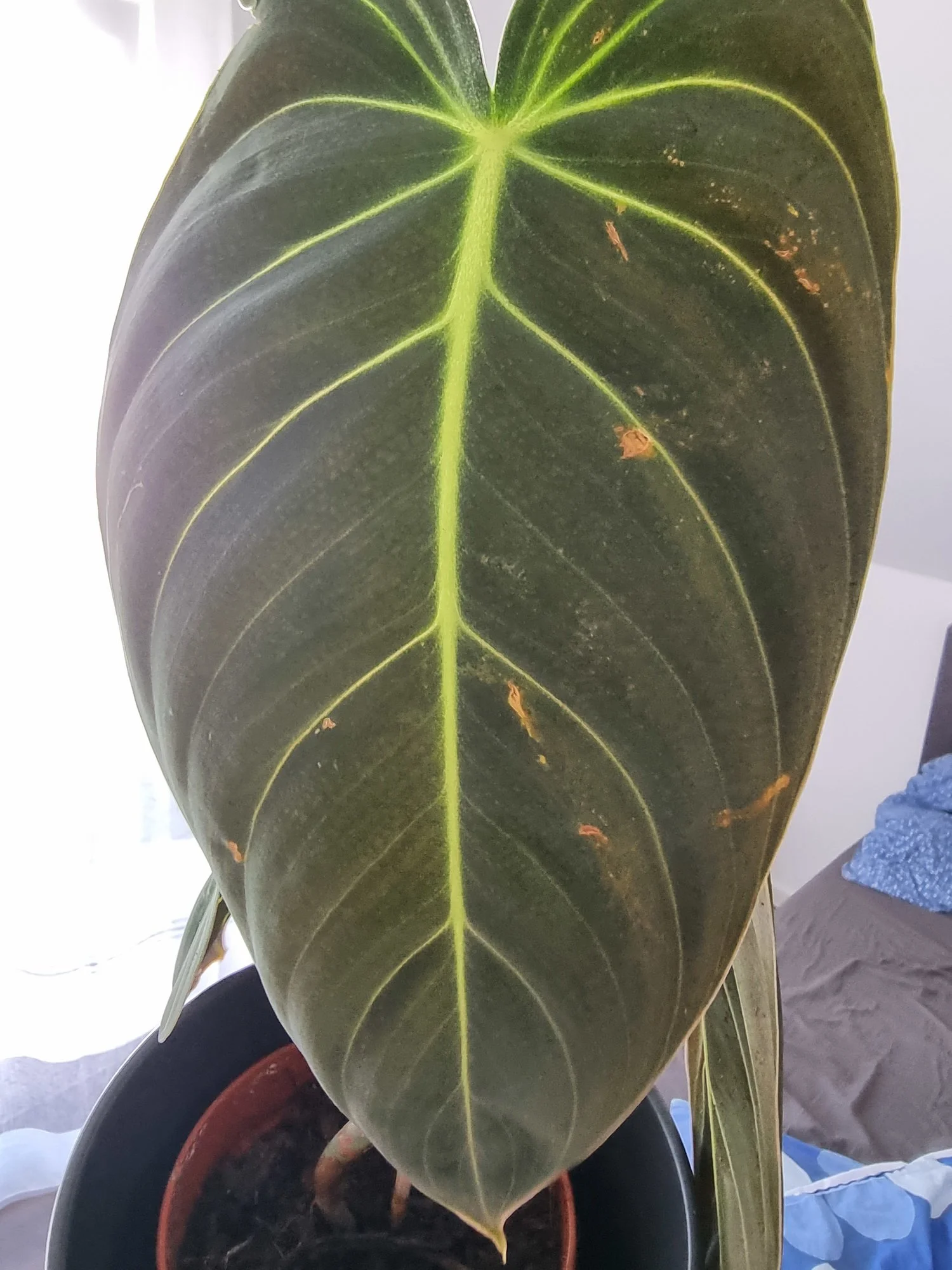 Philodendron Braune Blatter