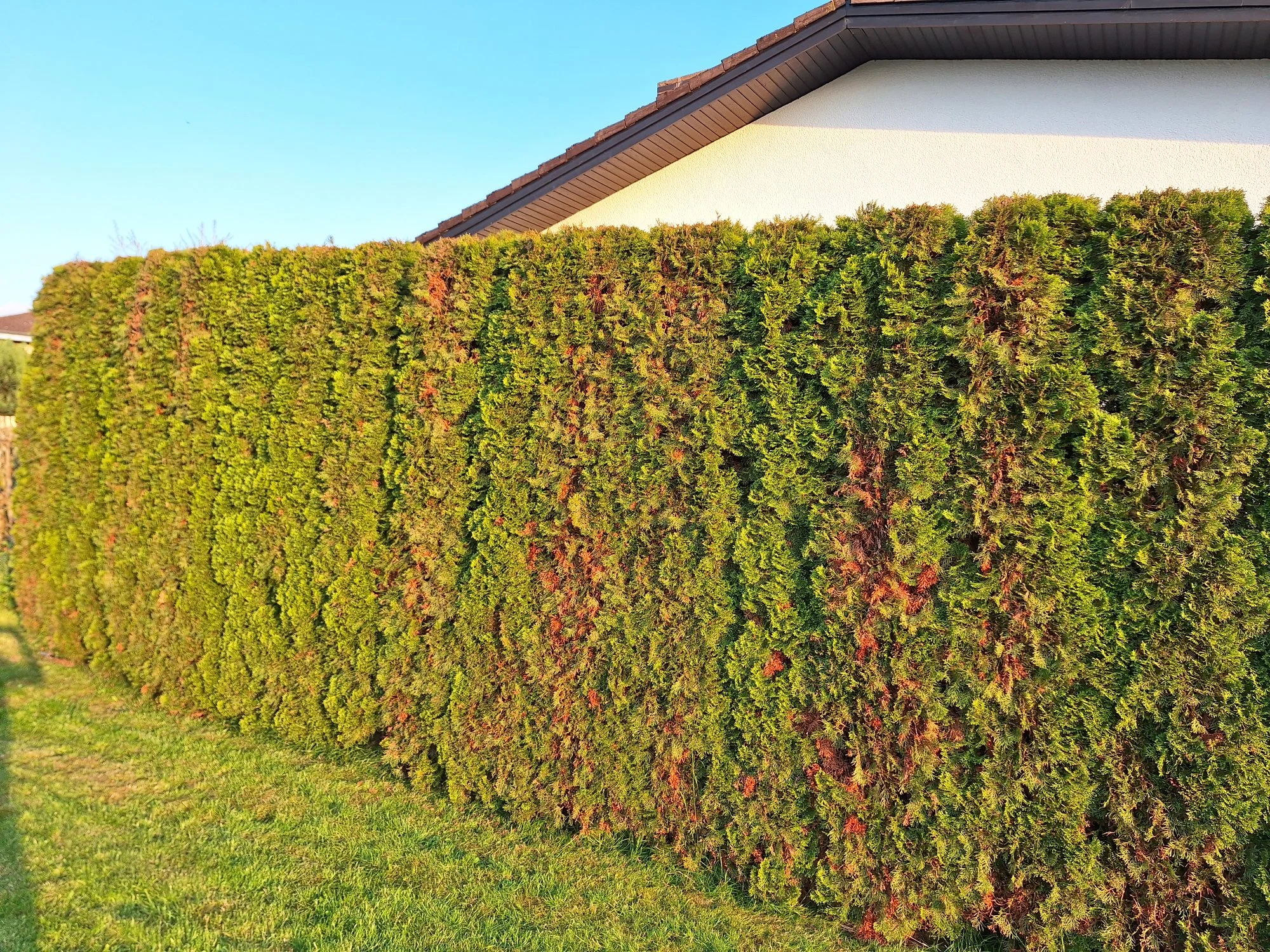 Wunderschöne Thuja Hecke Verboten Ebenbild