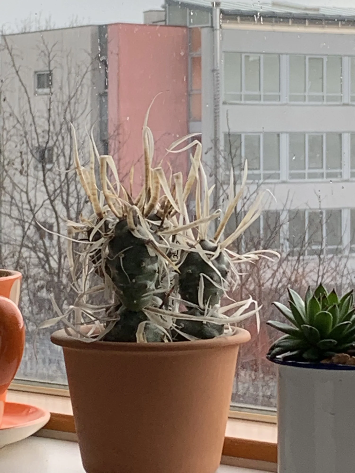 Bitte um Hilfe, wer weiss wie dieser Kaltus heißt! Danke - Hausgarten.net