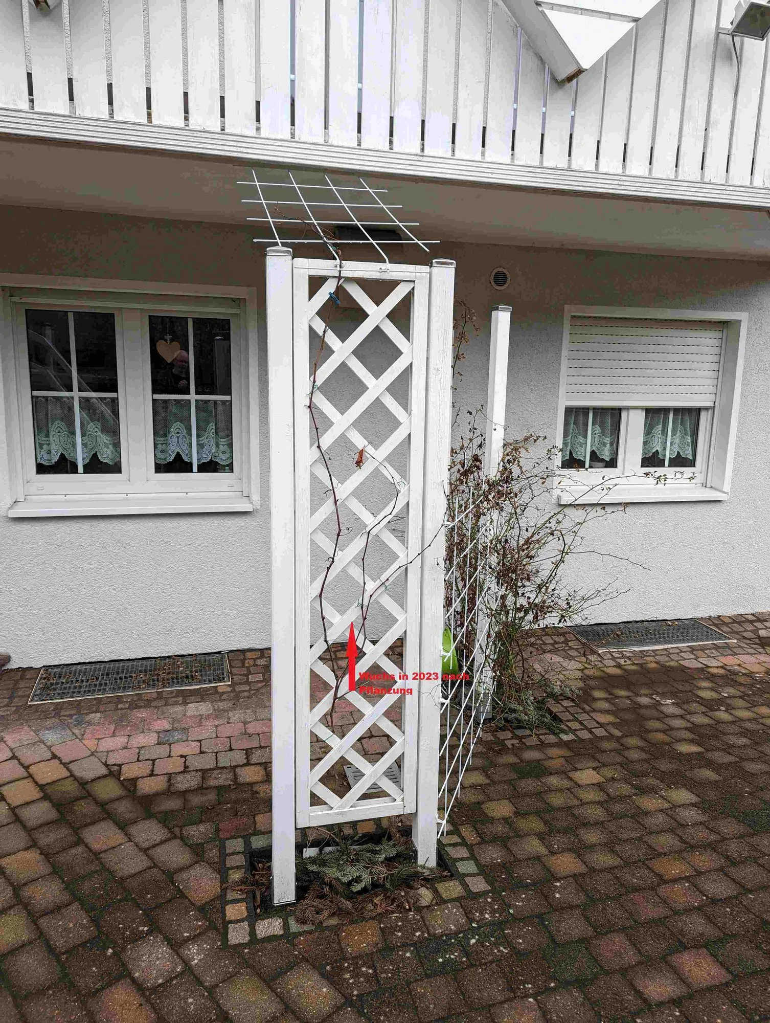 Erziehung Weinrebe im zweiten Wuchsjahr - Hausgarten.net