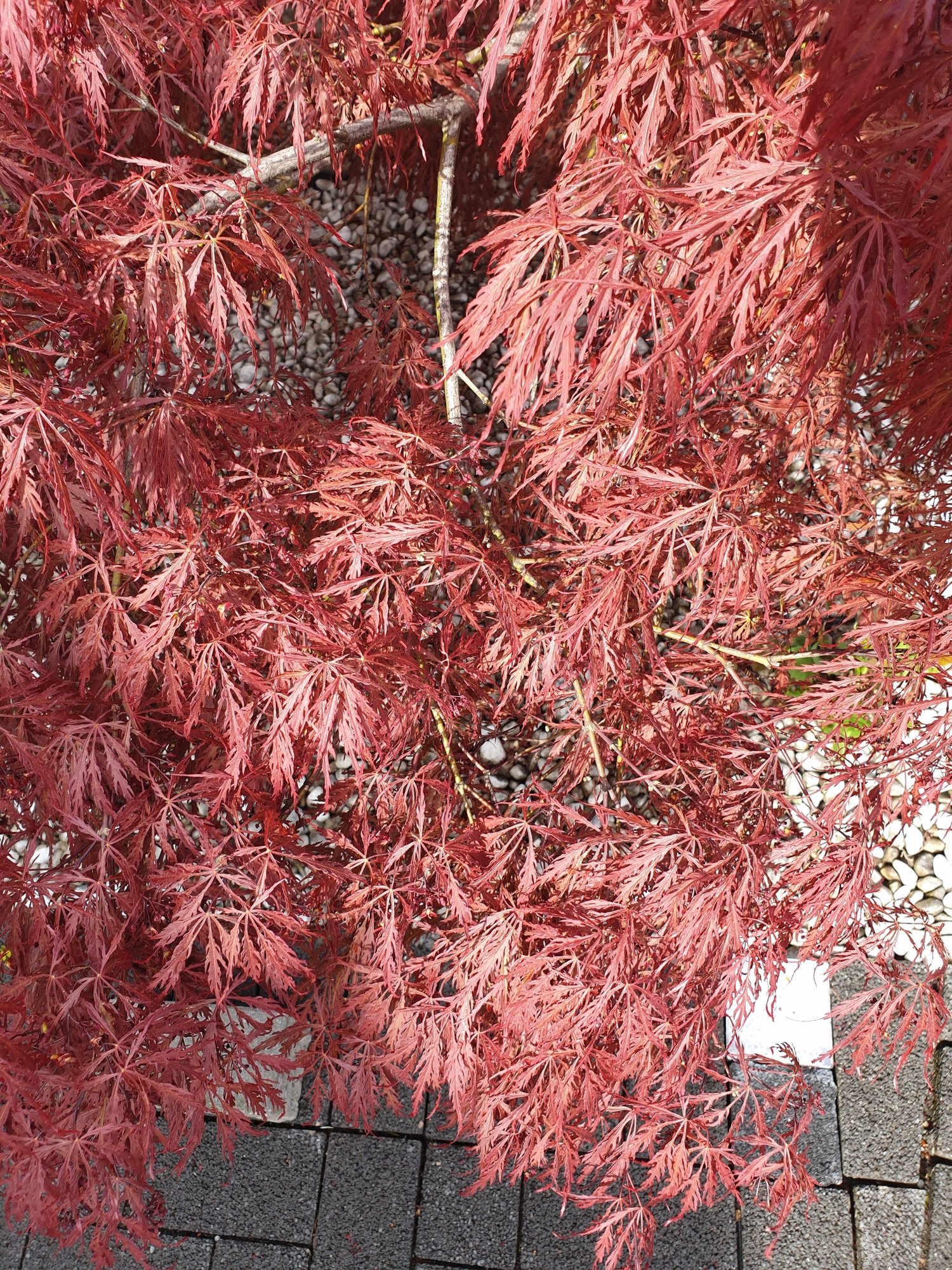 Acer Palmatum woran 1 jährige Triebe erkennen - Hausgarten.net