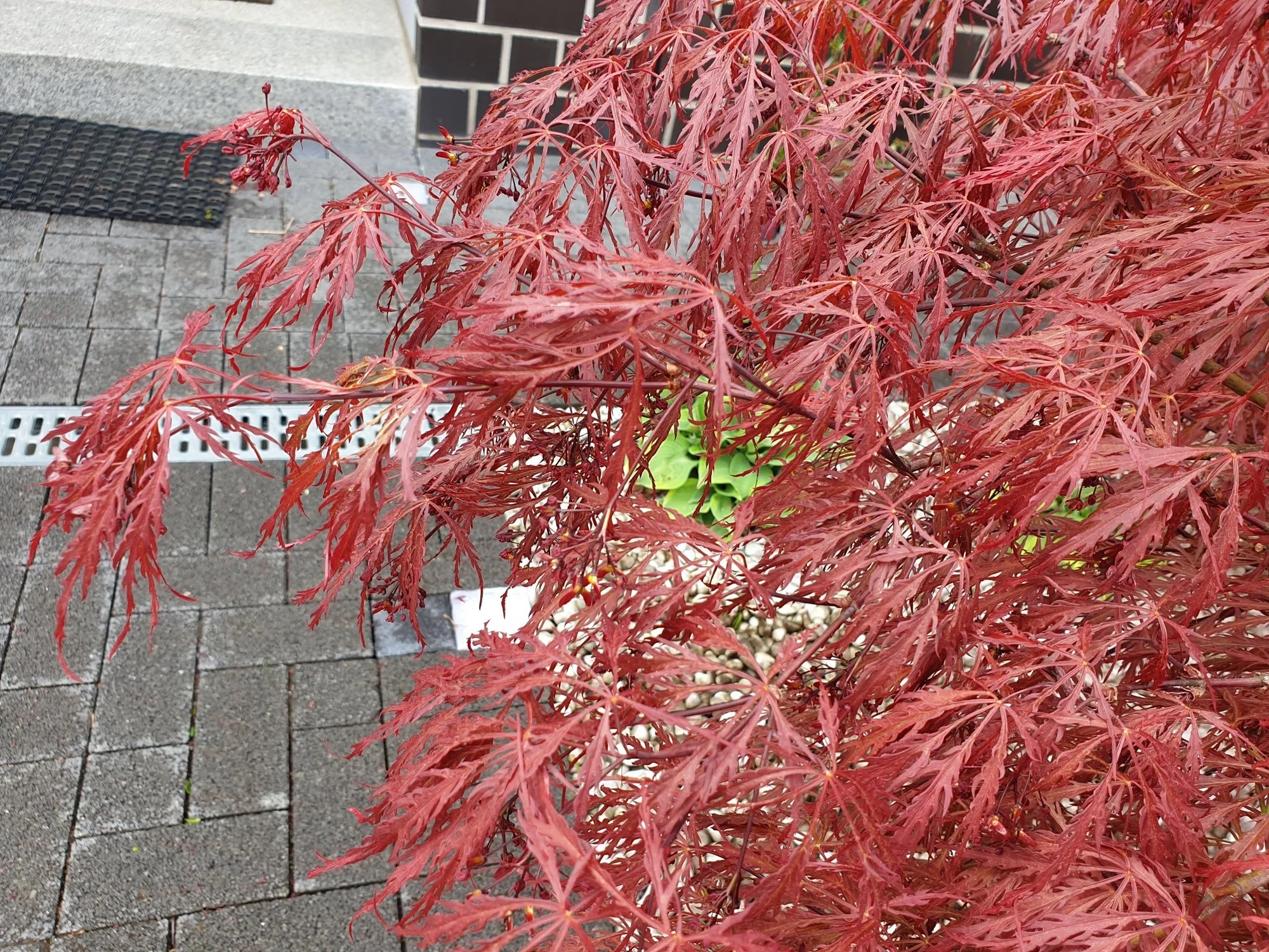 Acer Palmatum woran 1 jährige Triebe erkennen - Hausgarten.net