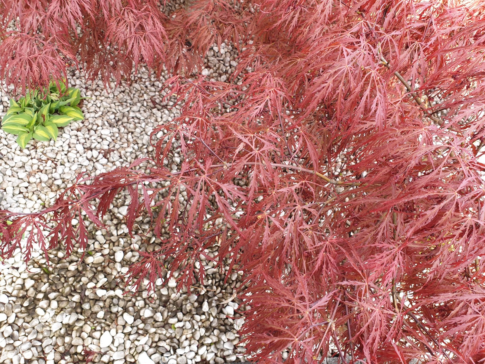 Acer Palmatum woran 1 jährige Triebe erkennen - Hausgarten.net