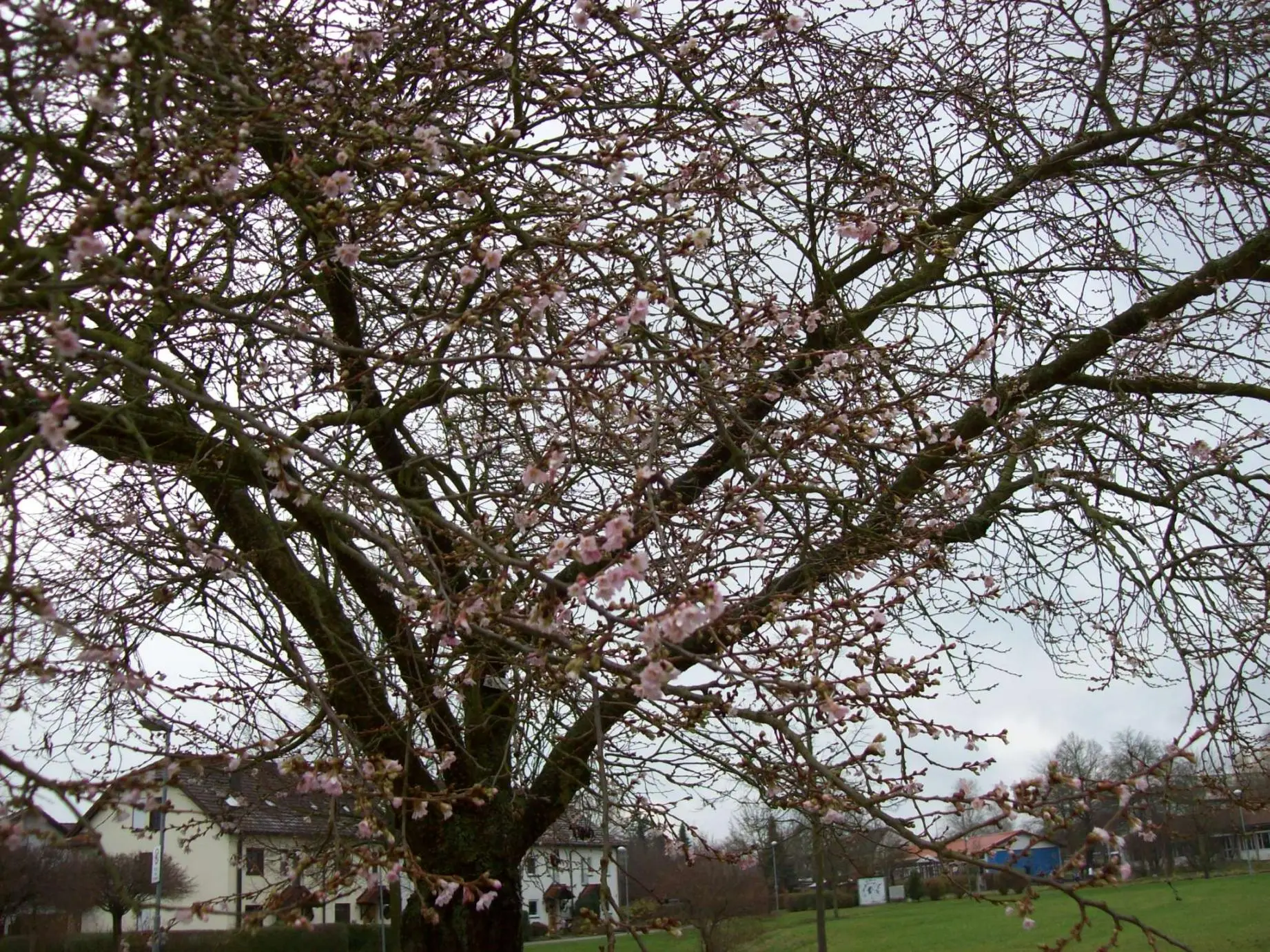 Wie heißt dieser Baum ? - Hausgarten.net Wie heißt dieser Baum ? - Hausgarten.net