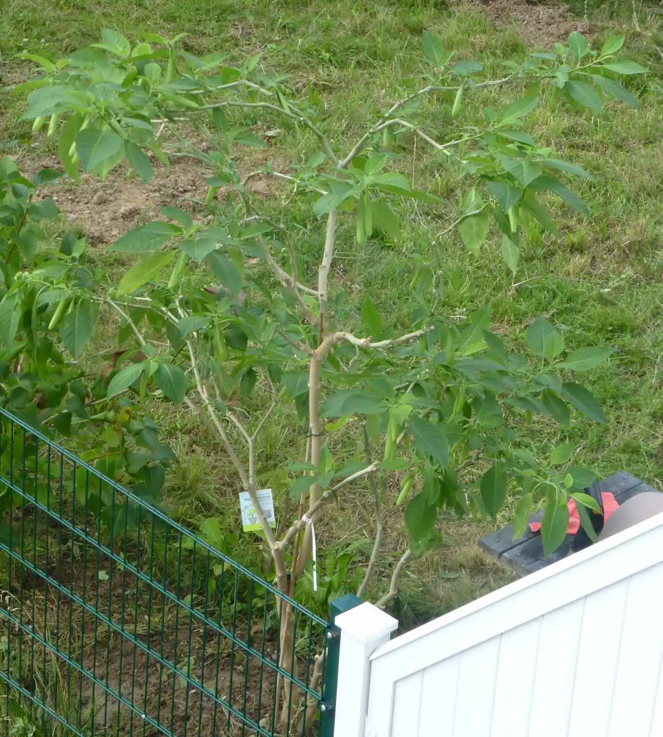 Baum Mit Bohnenartigen Fruchten
