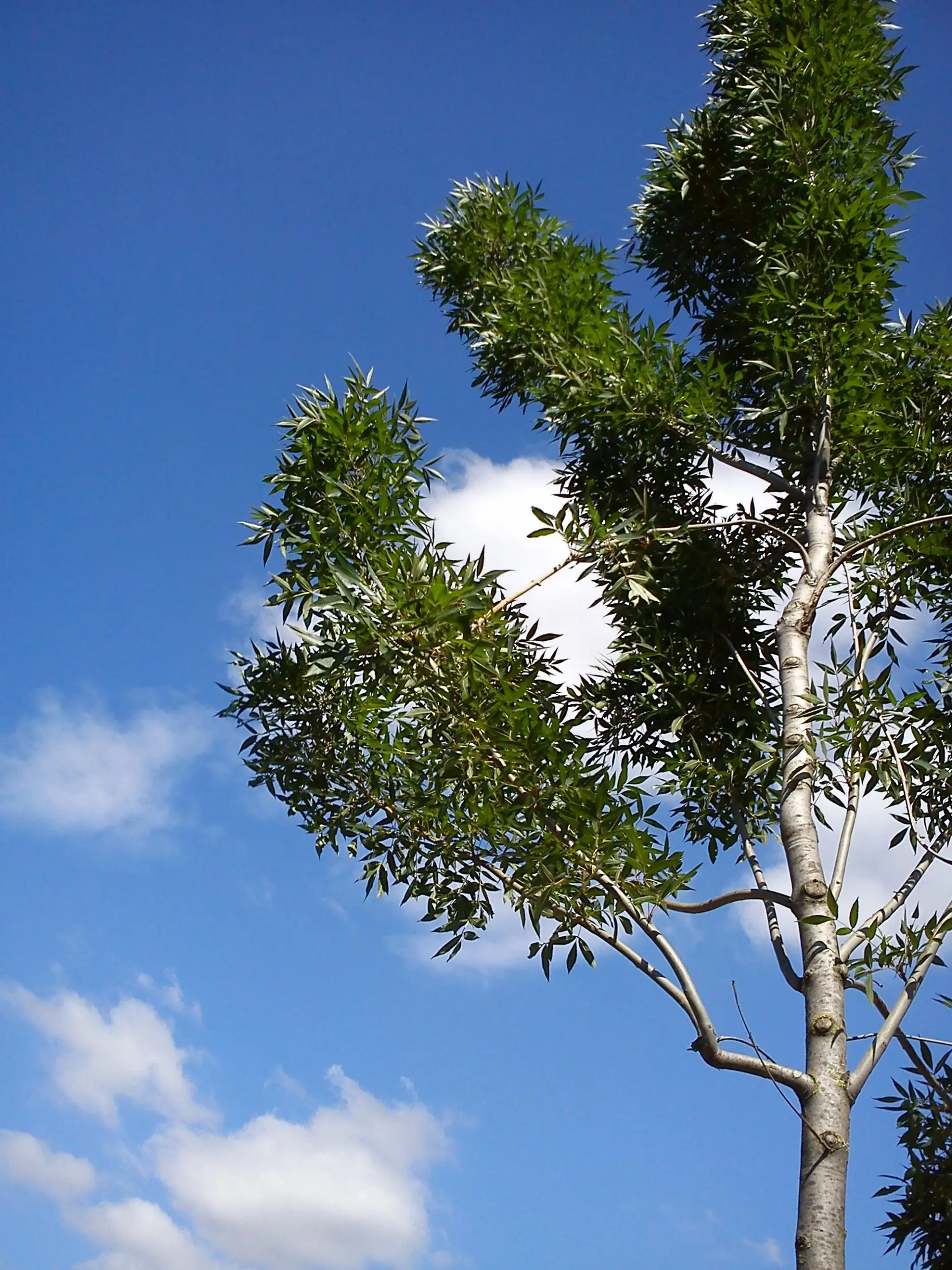 Baum an der Strasse - Hausgarten.net