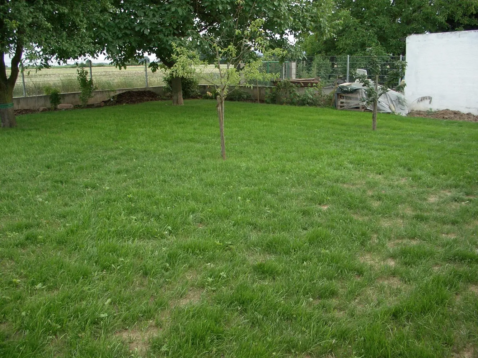 Hopsings neuer Rasen - Hausgarten.net