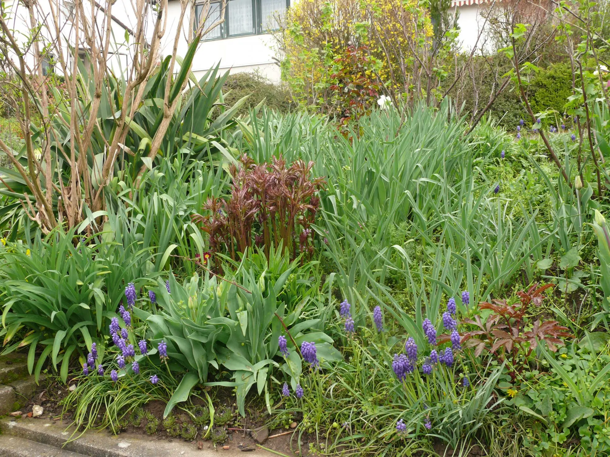 Schönes Blumenbeet mit minimalstem Zeitaufwand - Hausgarten.net