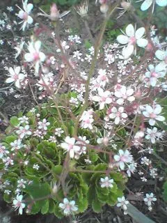 Saxifraga umbrosa, Porzellanblümchen, Sedum reflexum, die Tripmadam - Hausgarten.net
