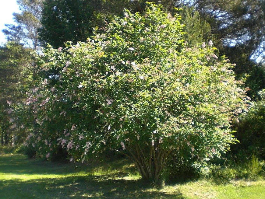 Bogenflieder, Syringa reflexa - Hausgarten.net