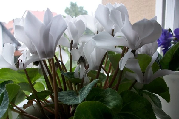 Cyclamen-Alpenveilchen - Hausgarten.net