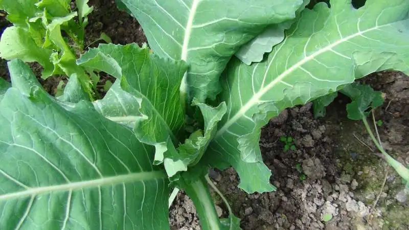 Hilfe Weisskraut (Filderkraut) !! - Hausgarten.net