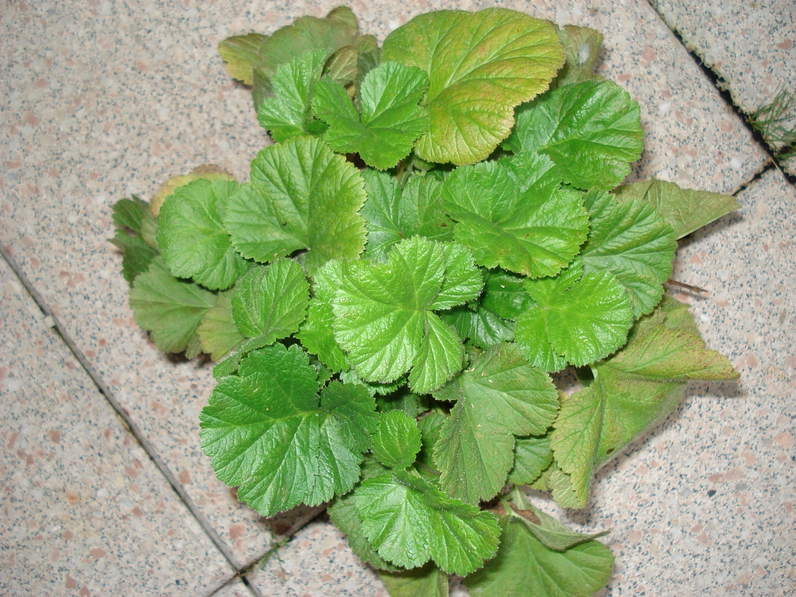 wie heißt diese staude? - Hausgarten.net