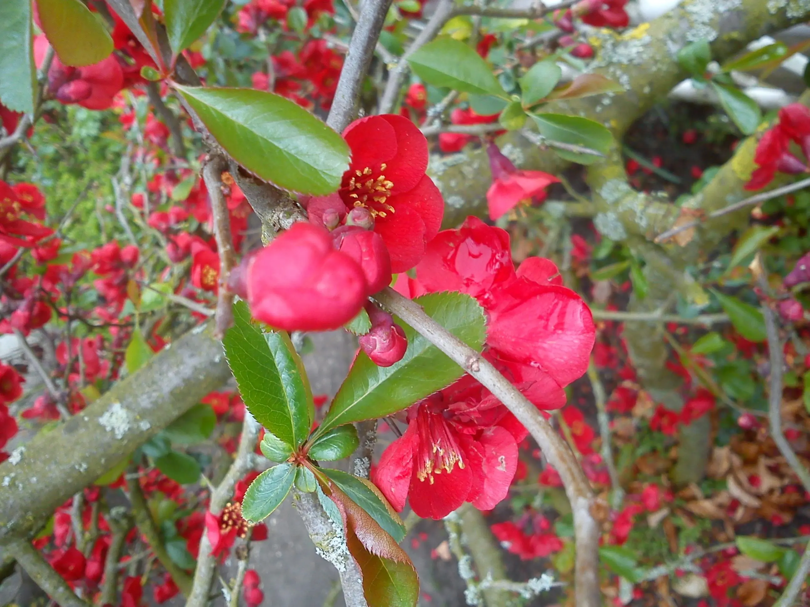 Was ist das für ein toller Busch der gerade rot blüht - Hausgarten.net