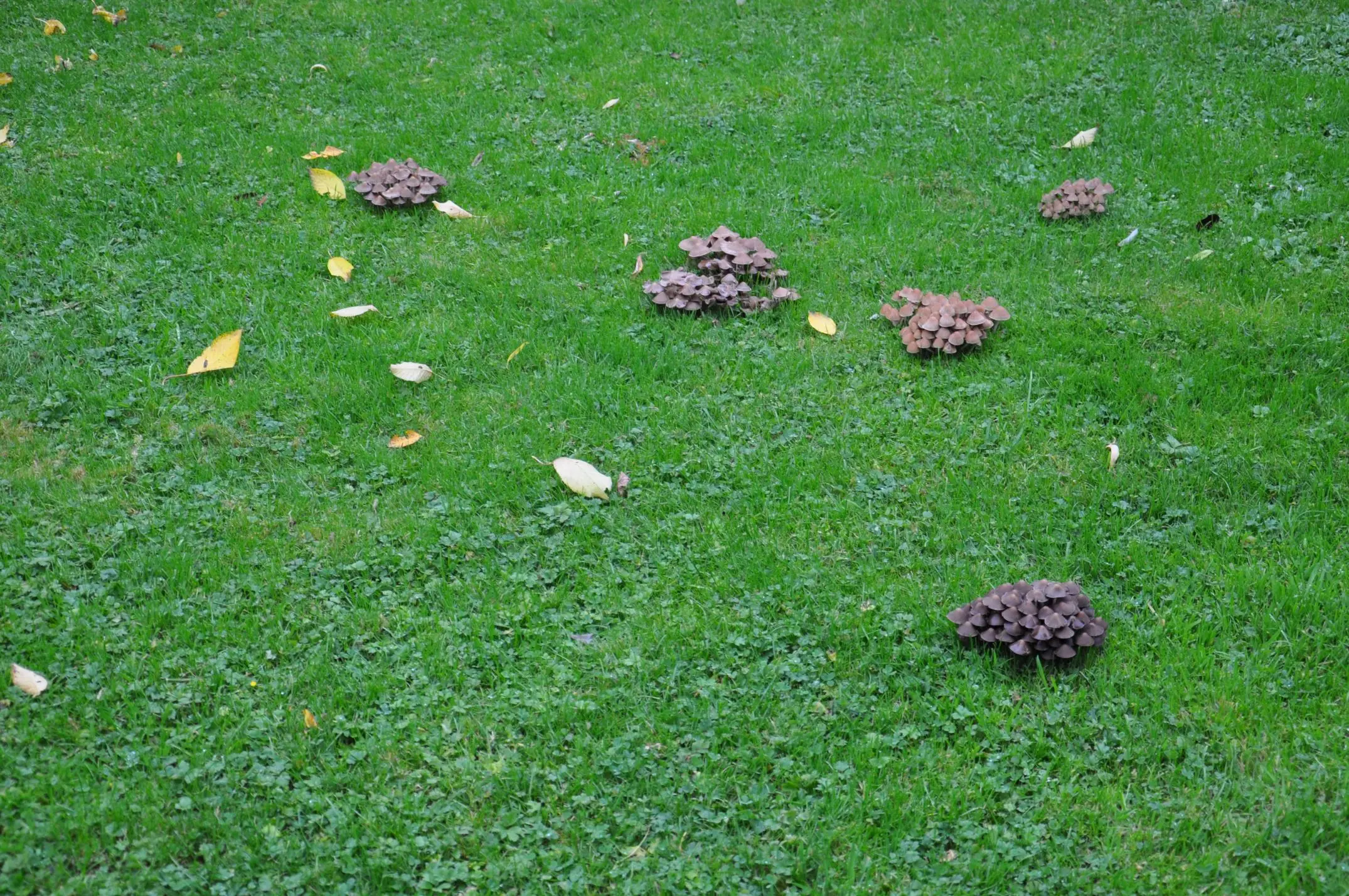 Pilze im Rasen - Hausgarten.net