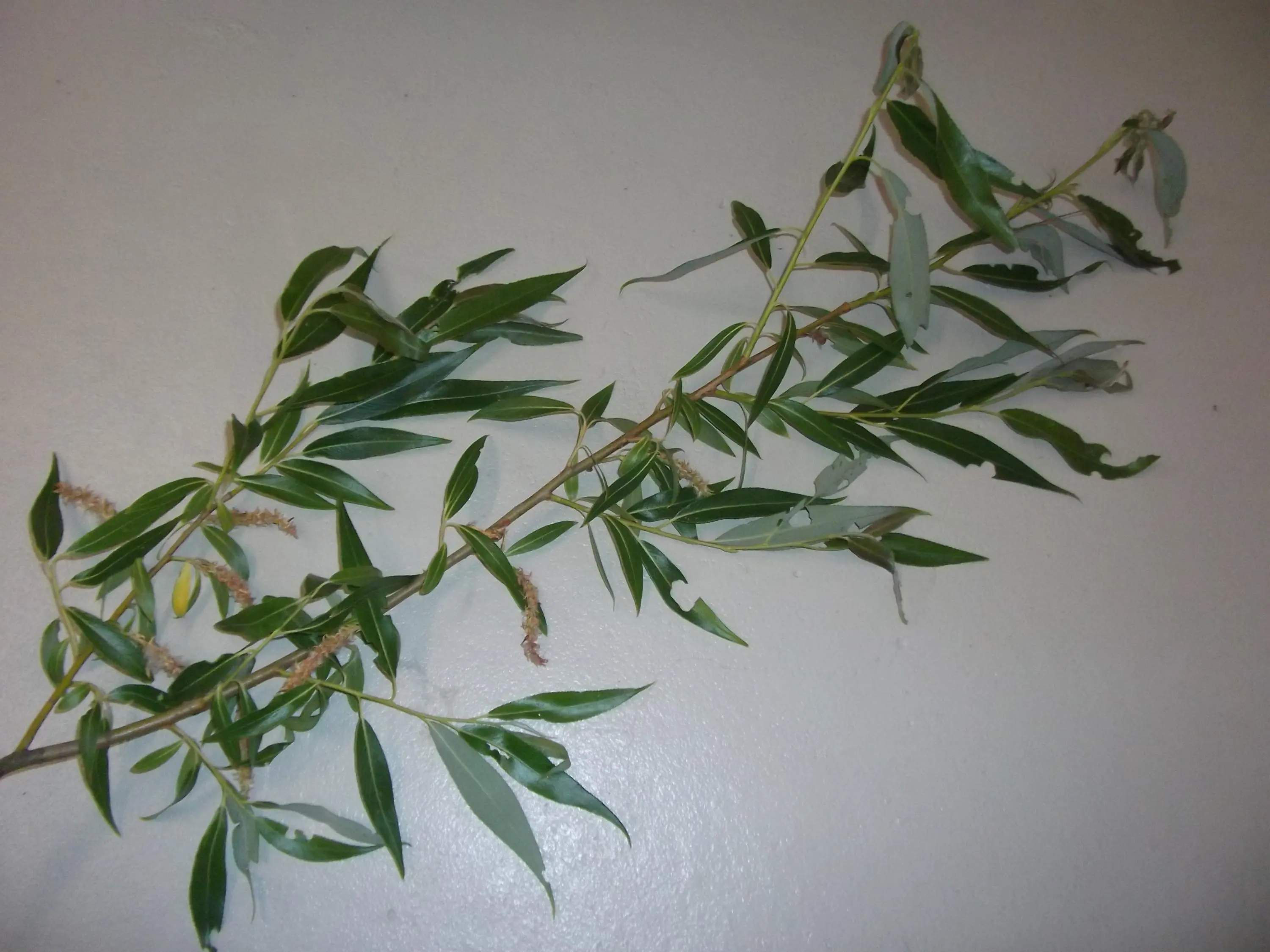 Weide - Hausgarten.net