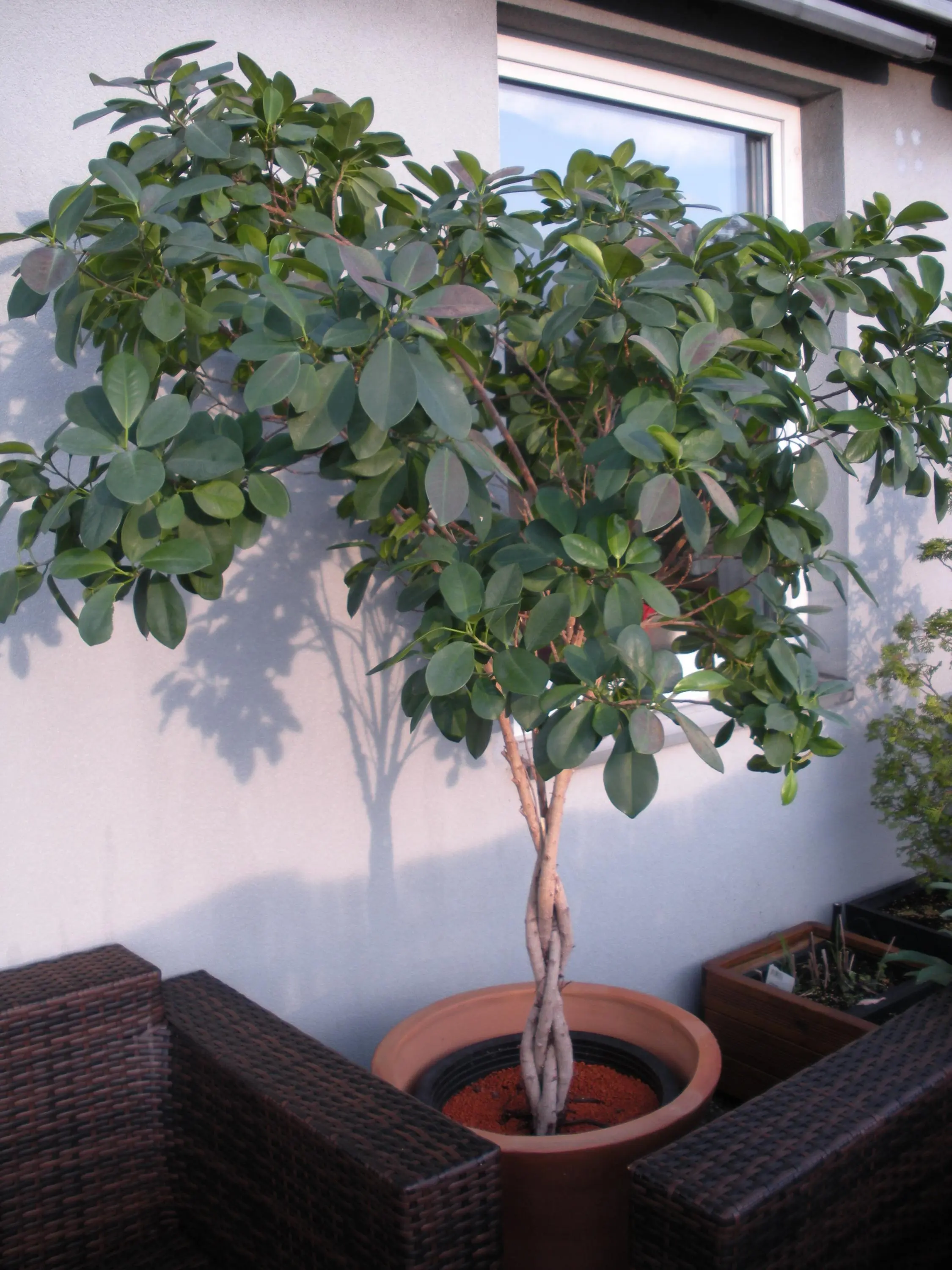 Wie heißt dieser Zierbaum und was hat er da? - Hausgarten.net