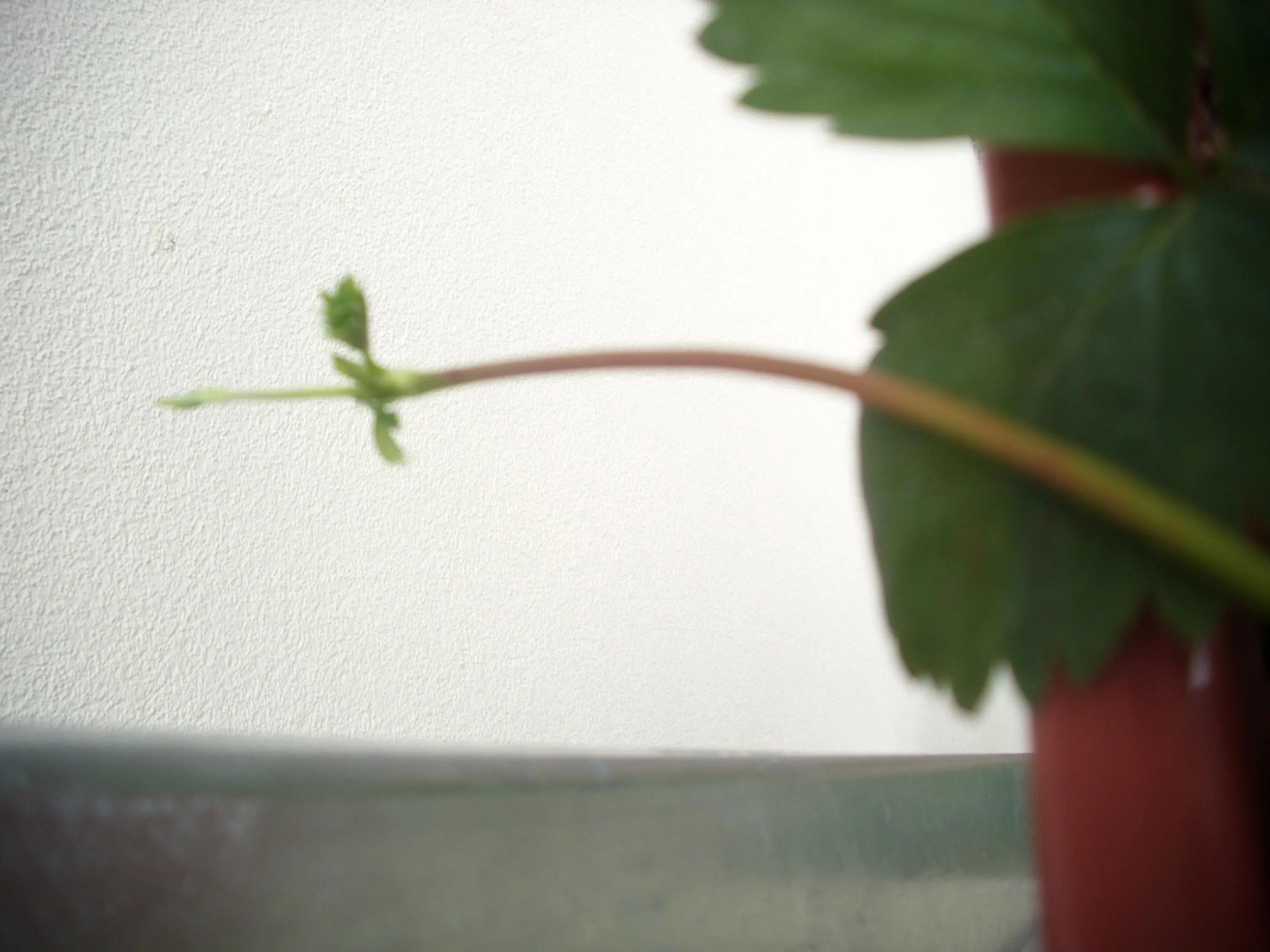 Erdbeere Ranken - Hausgarten.net