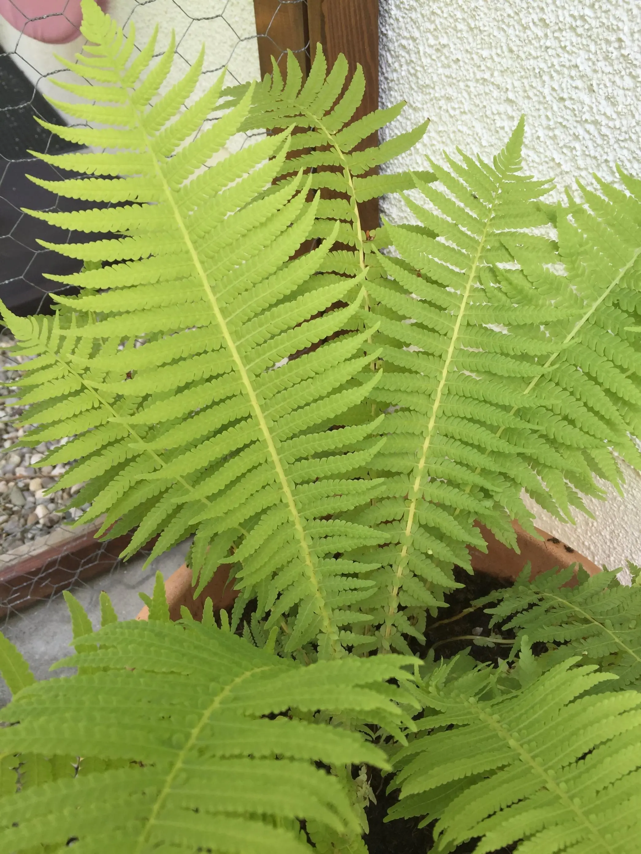 Was ist das für ein Farn? - Hausgarten.net