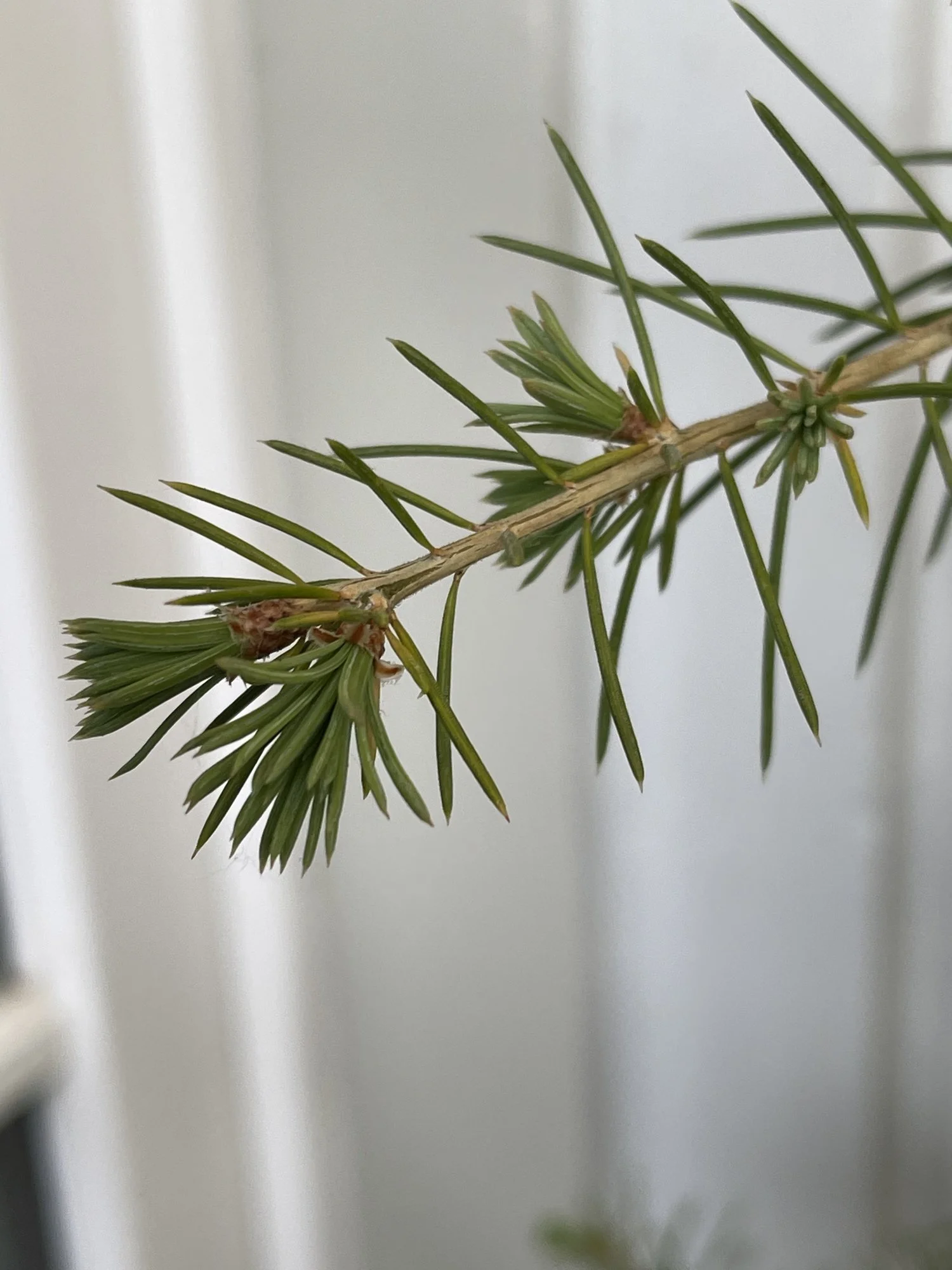 Was für ein Nadelbaum ist das? - Hausgarten.net
