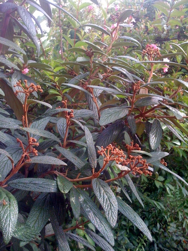 Was ist das für ein Strauch? - Hausgarten.net