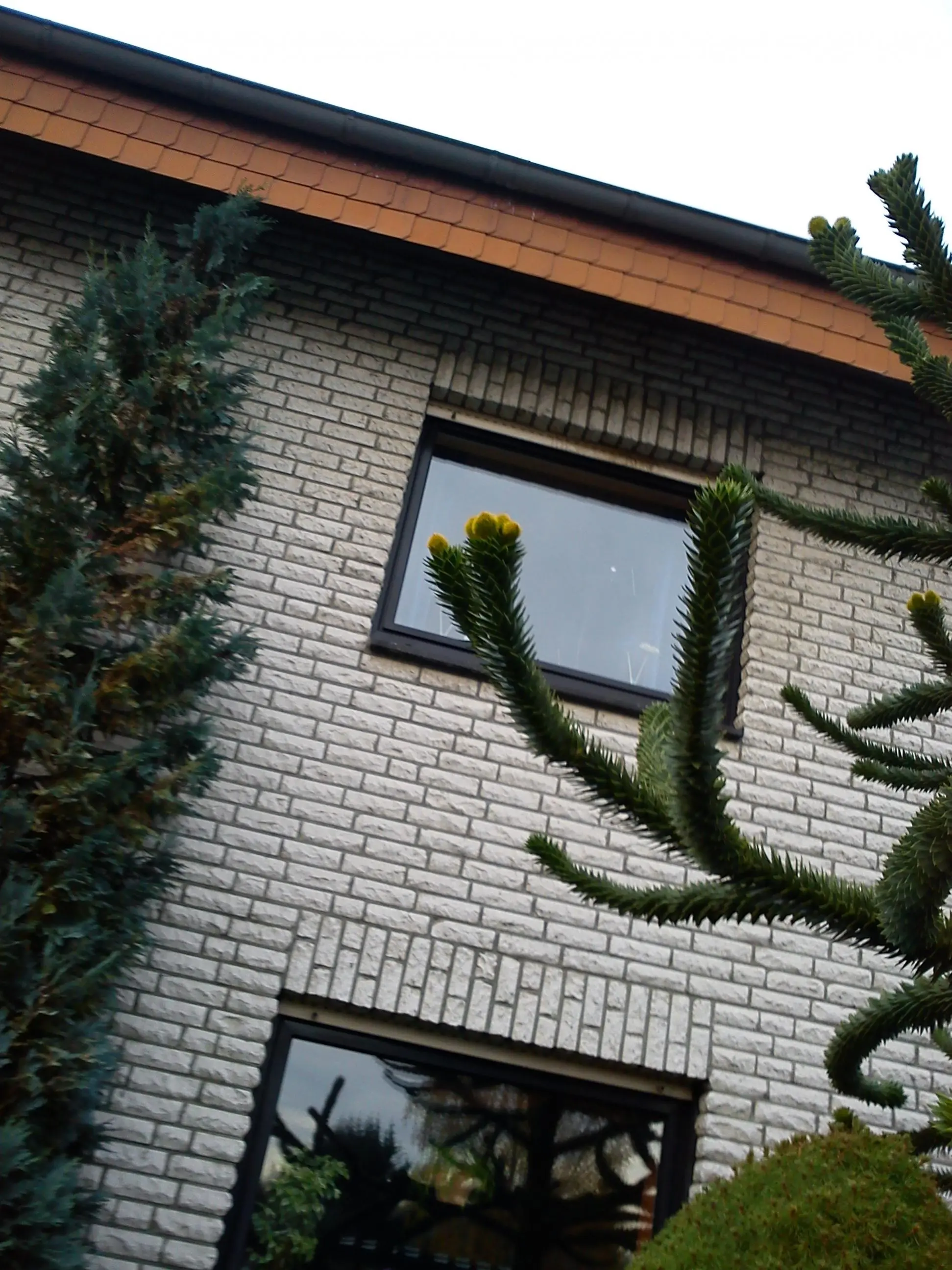 Blüten? - Hausgarten.net