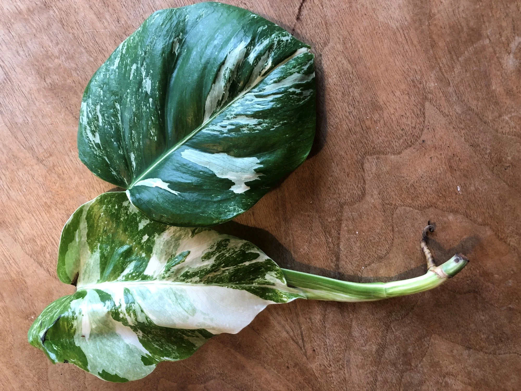 Monstera Variegata Ableger fault - Hausgarten.net