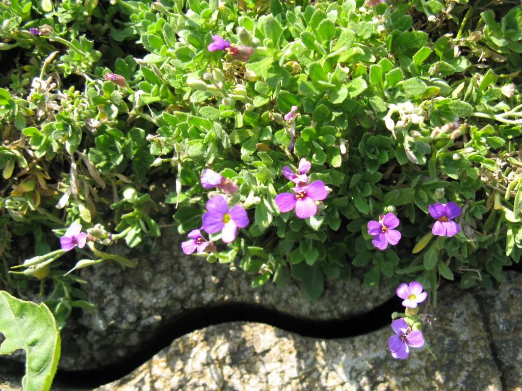 Polsterstaude Blaukissen, Sedum album - Hausgarten.net