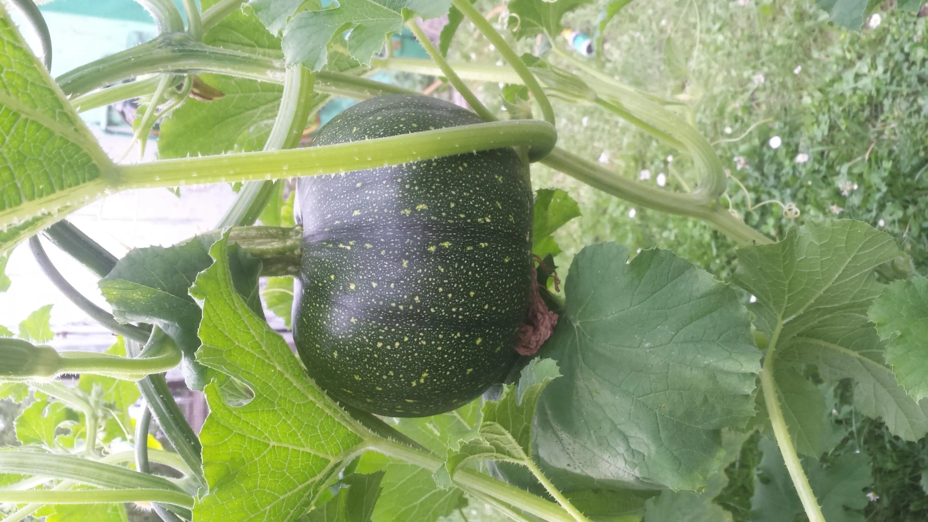 Runde Zucchini oder Kürbis? - Hausgarten.net