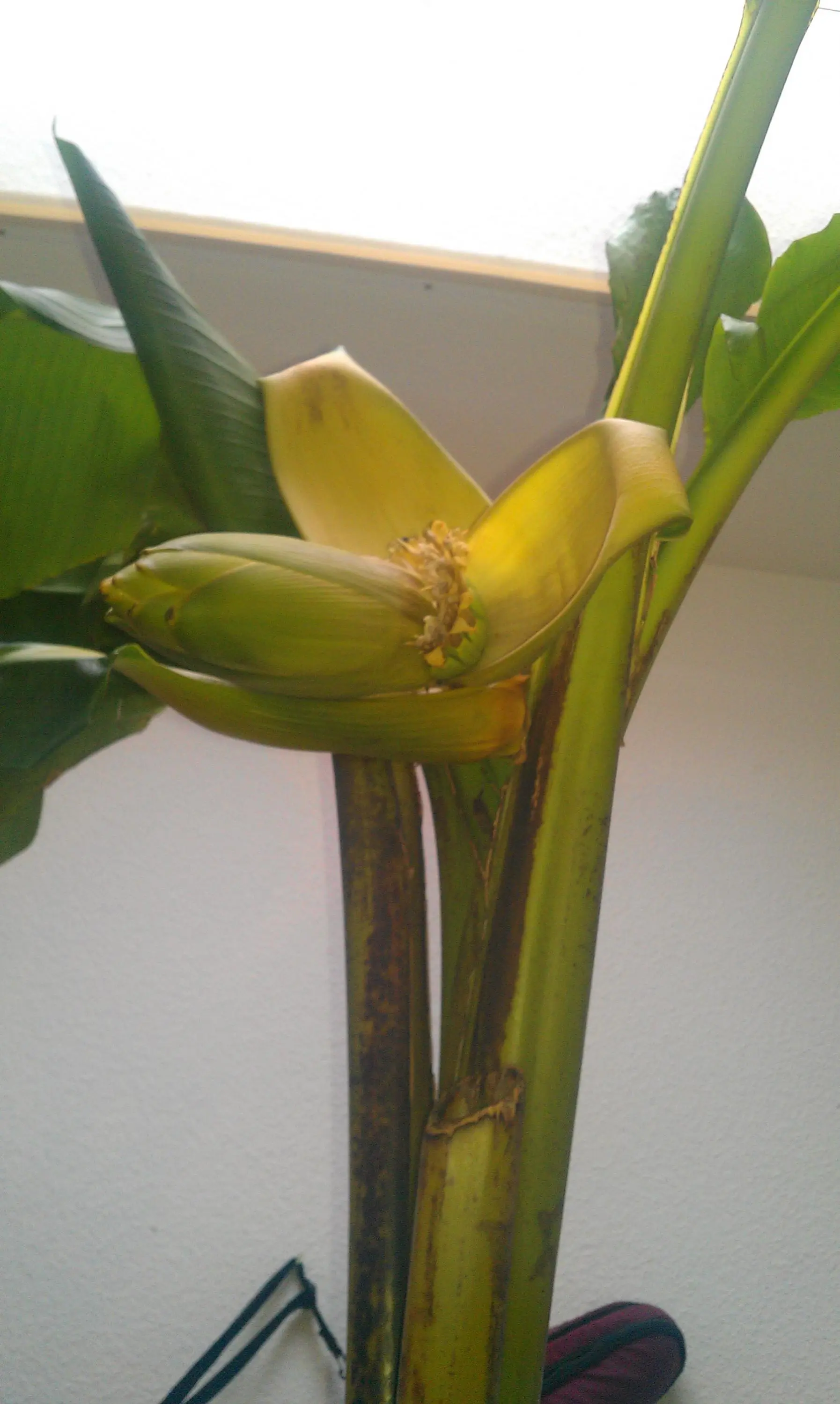 Bananenstaude blüht - Hausgarten.net