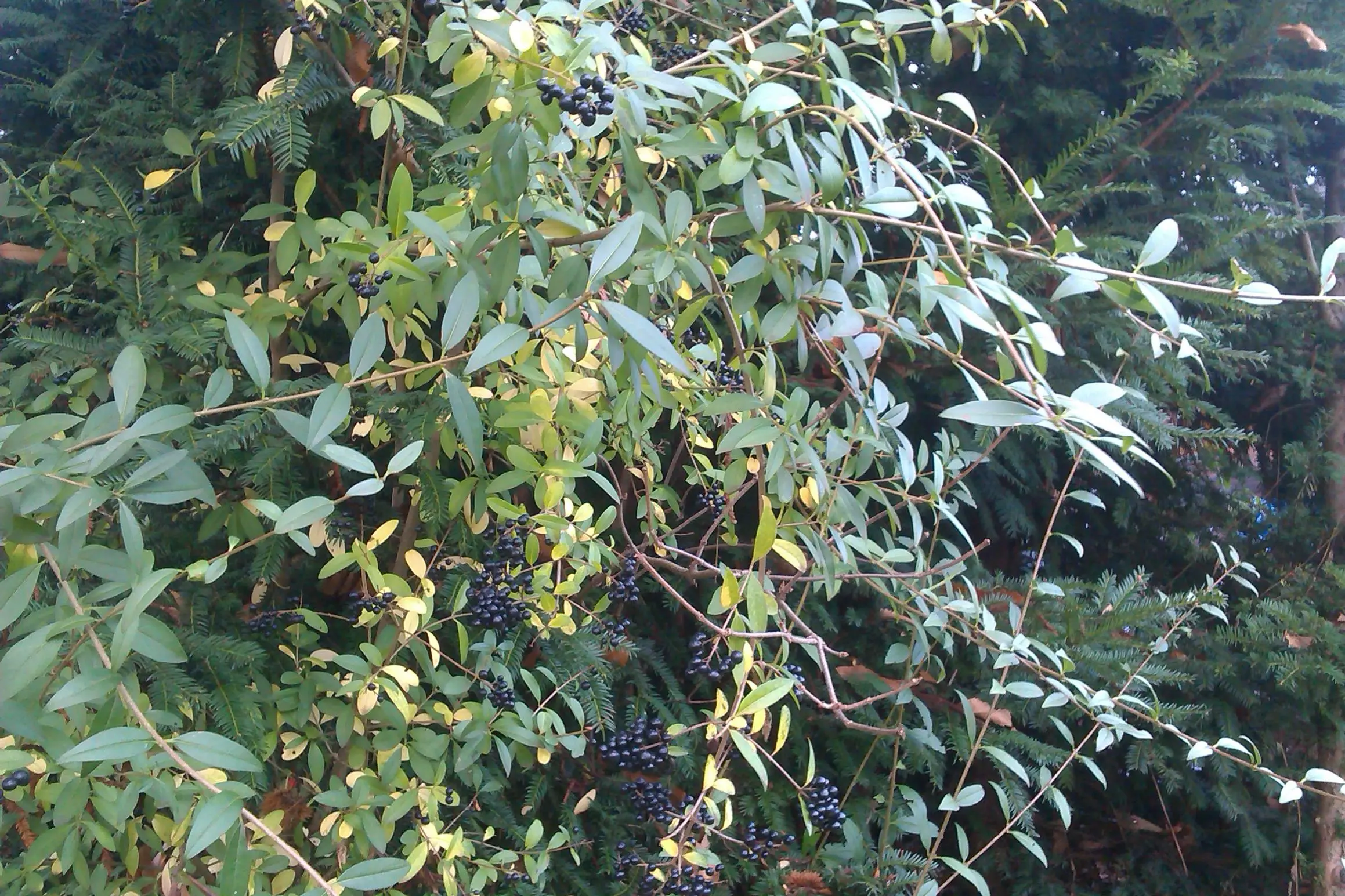 Strauch im Herbst - Hausgarten.net