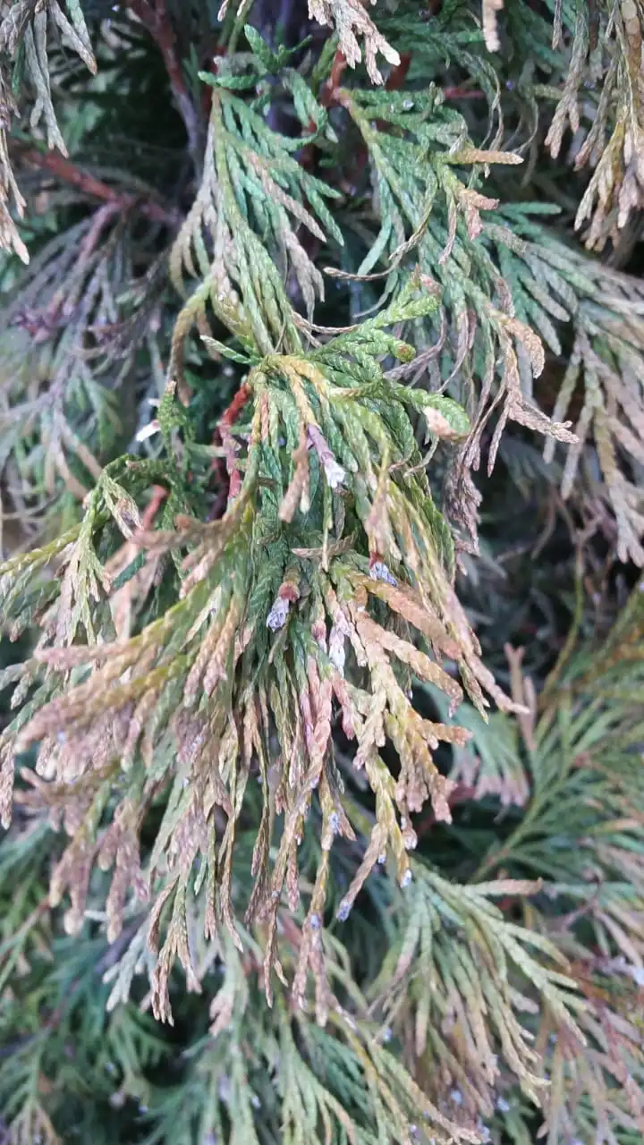 Thuja Smaragd Wird Braun