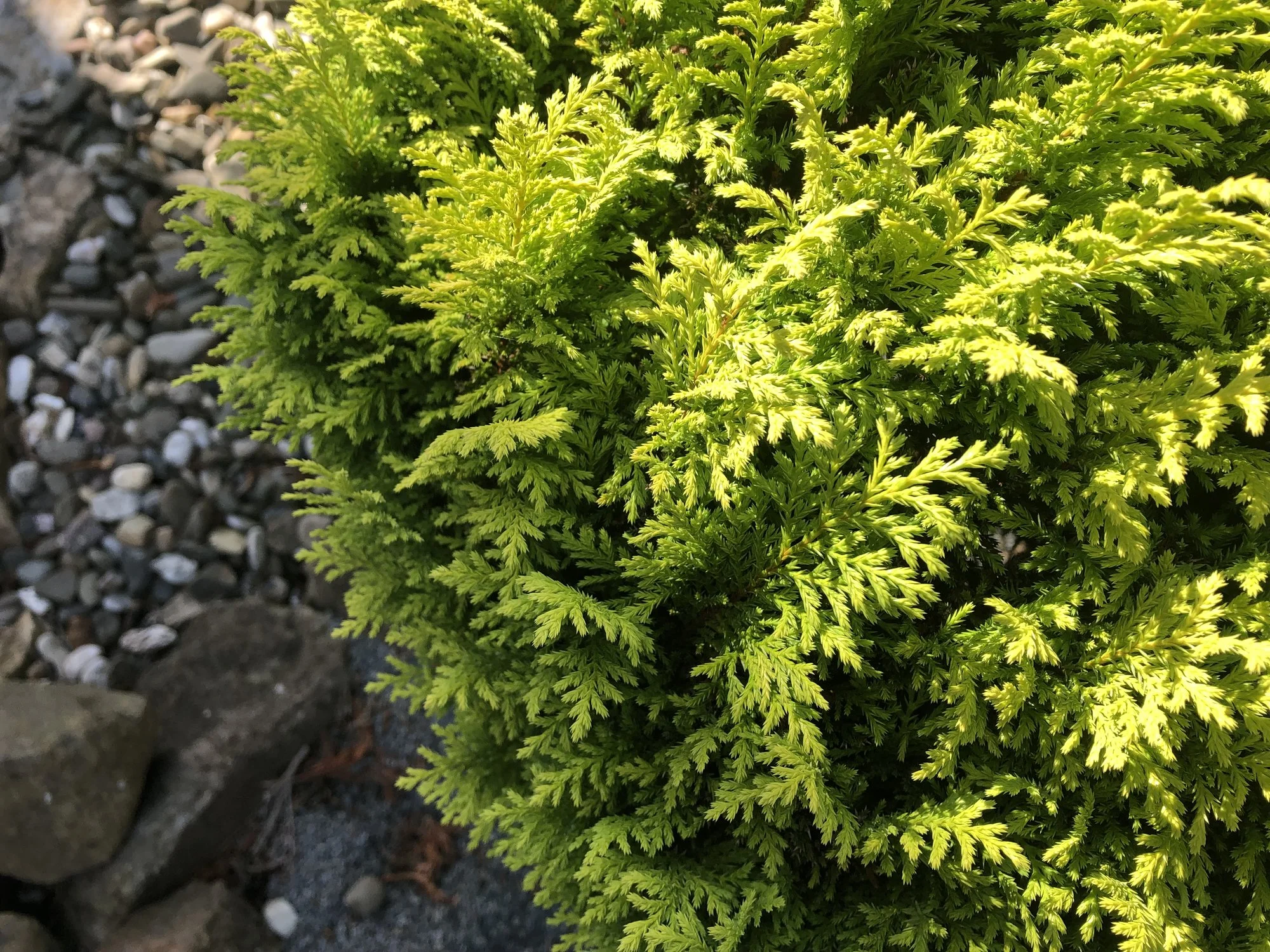Was ist das für ein Nadelbaum? - Hausgarten.net