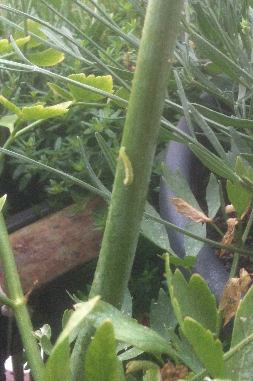 kleine, grüne Raupen mit weißem Streifen - Hausgarten.net