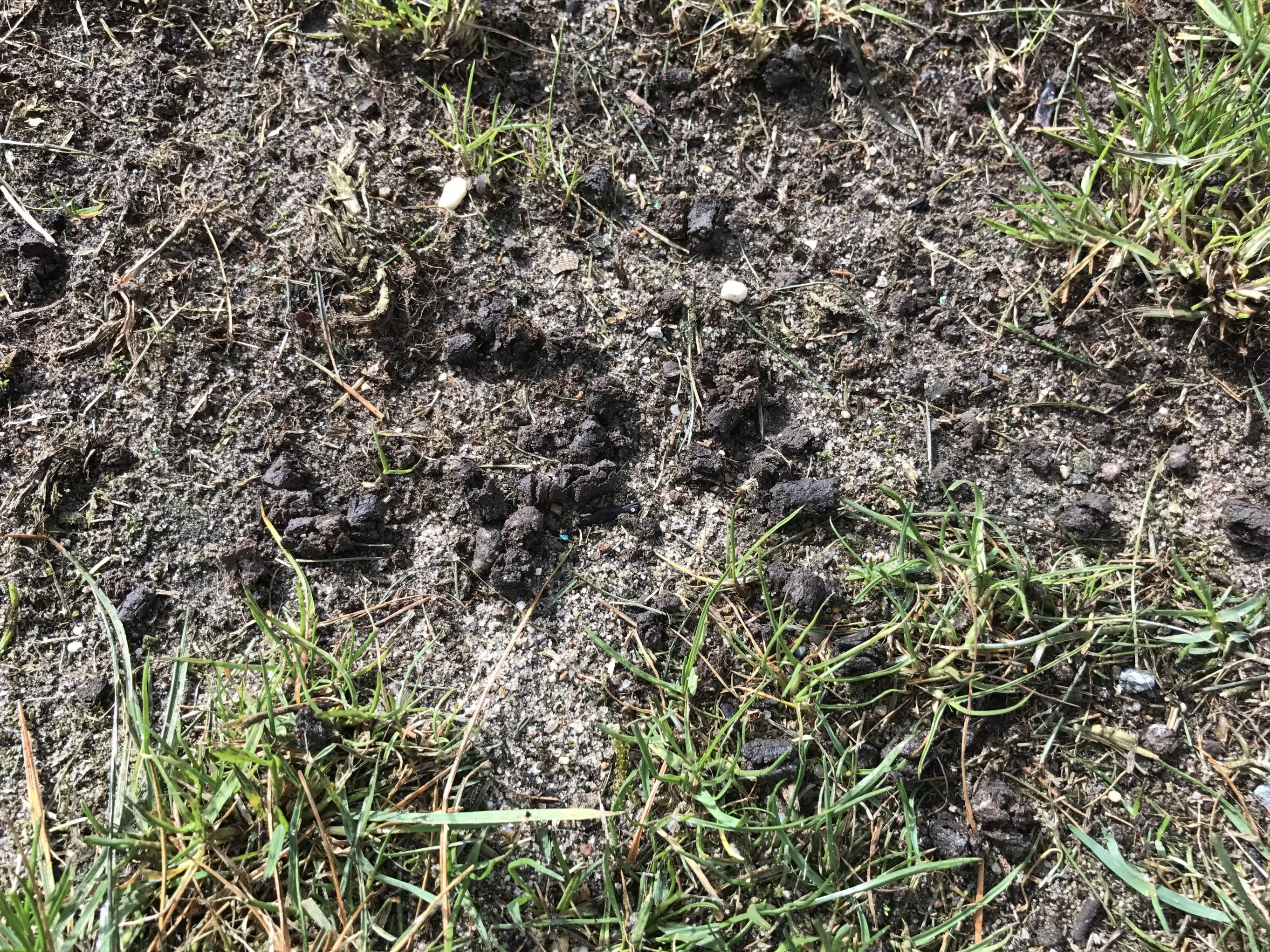 Von welchem Tier ist der Kot? - Hausgarten.net